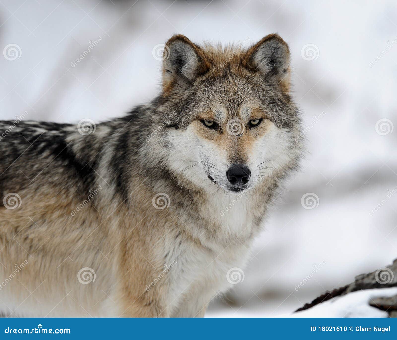 Mexican gray wolf portrait stock photo. Image of predator - 18021610