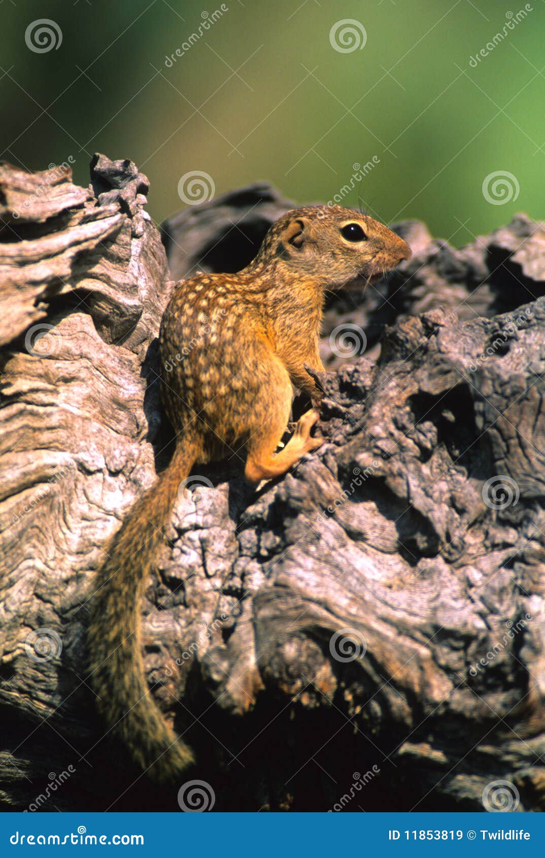 Mexican Ground Squirrel stock image. Image of texas, outdoors - 11853819