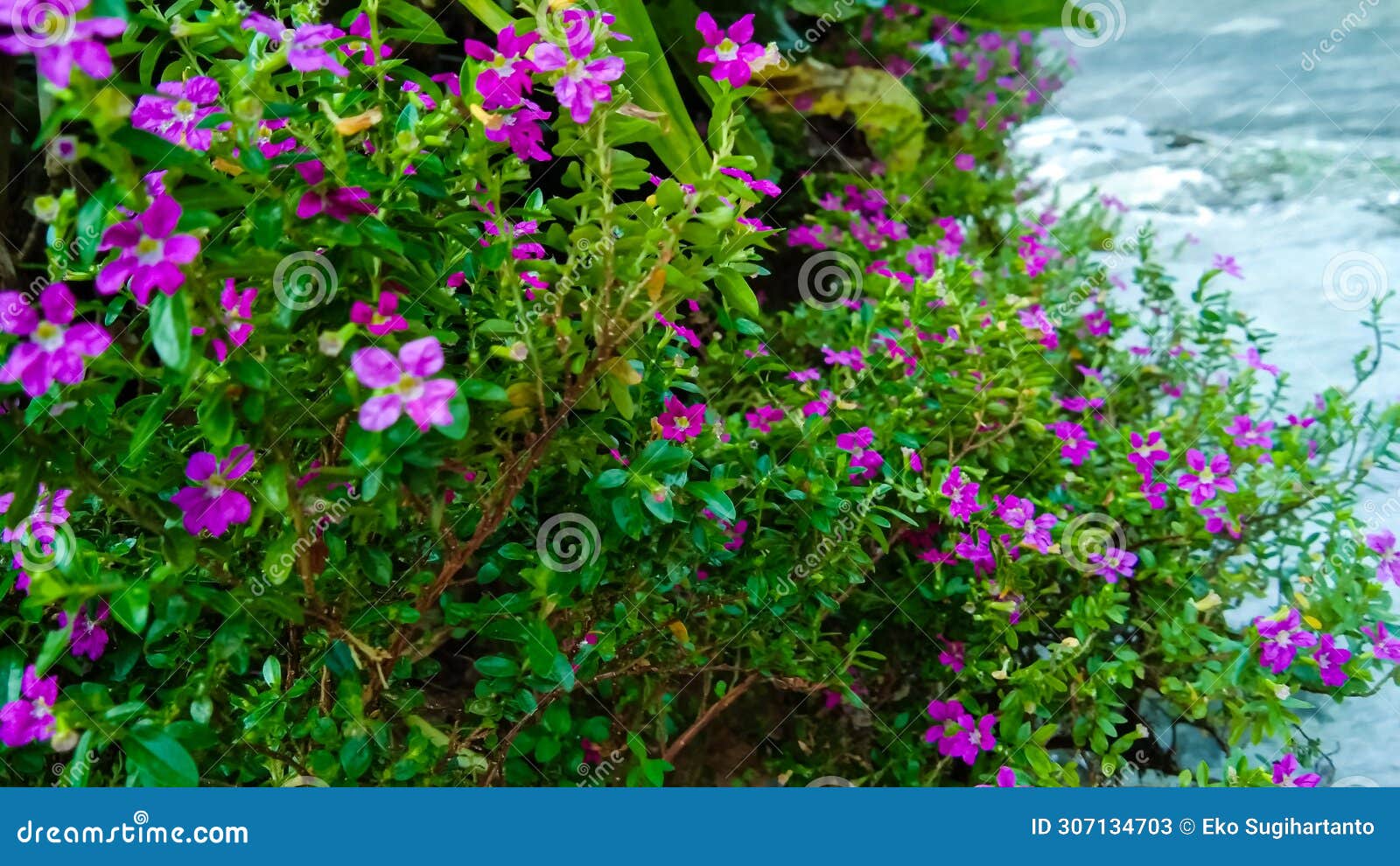 The Mexican Heather or Cuphea Hyssopifolia Stock Image - Image of ...