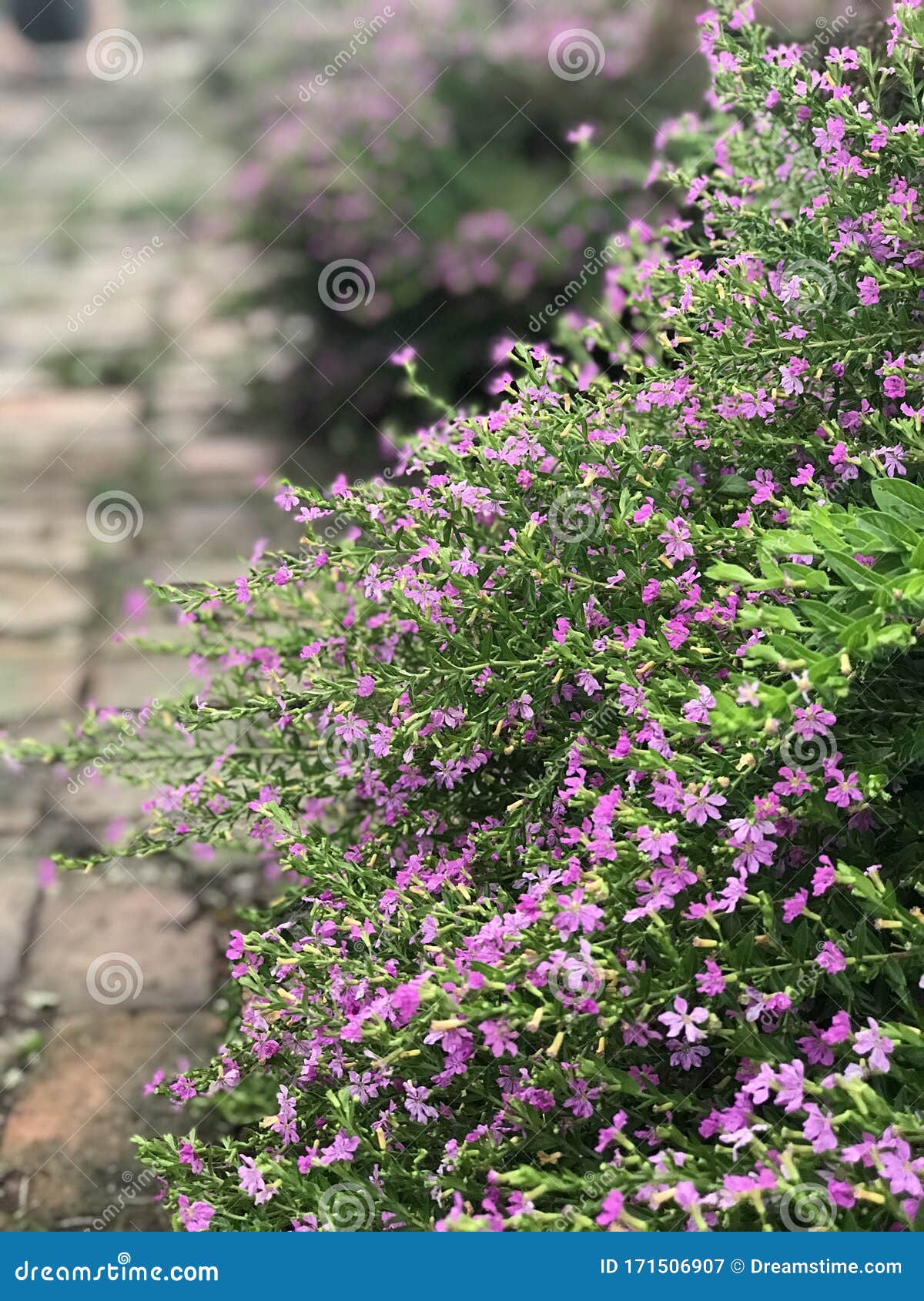 Mexican Heather Cuphea Hyssopifolia Flowers Royalty-Free Stock Image ...
