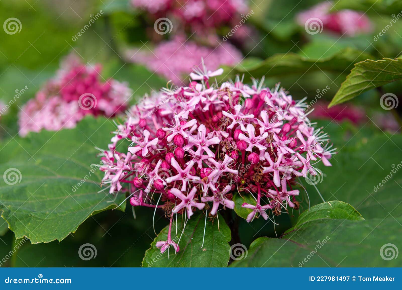 Mexican Hydrangea Clerodendrum Bungei Flowers Stock Image - Image of ...