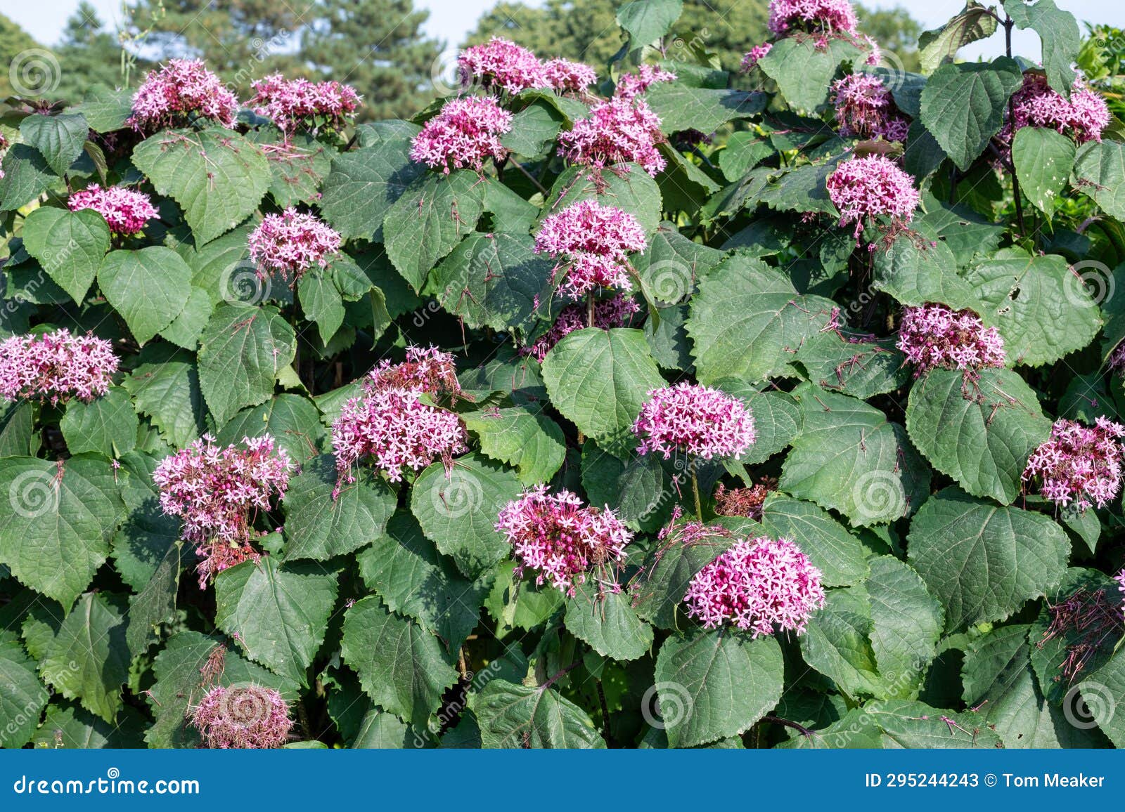 Mexican Hydrangea (clerodendrum Bungei) Flowers Stock Image - Image of ...