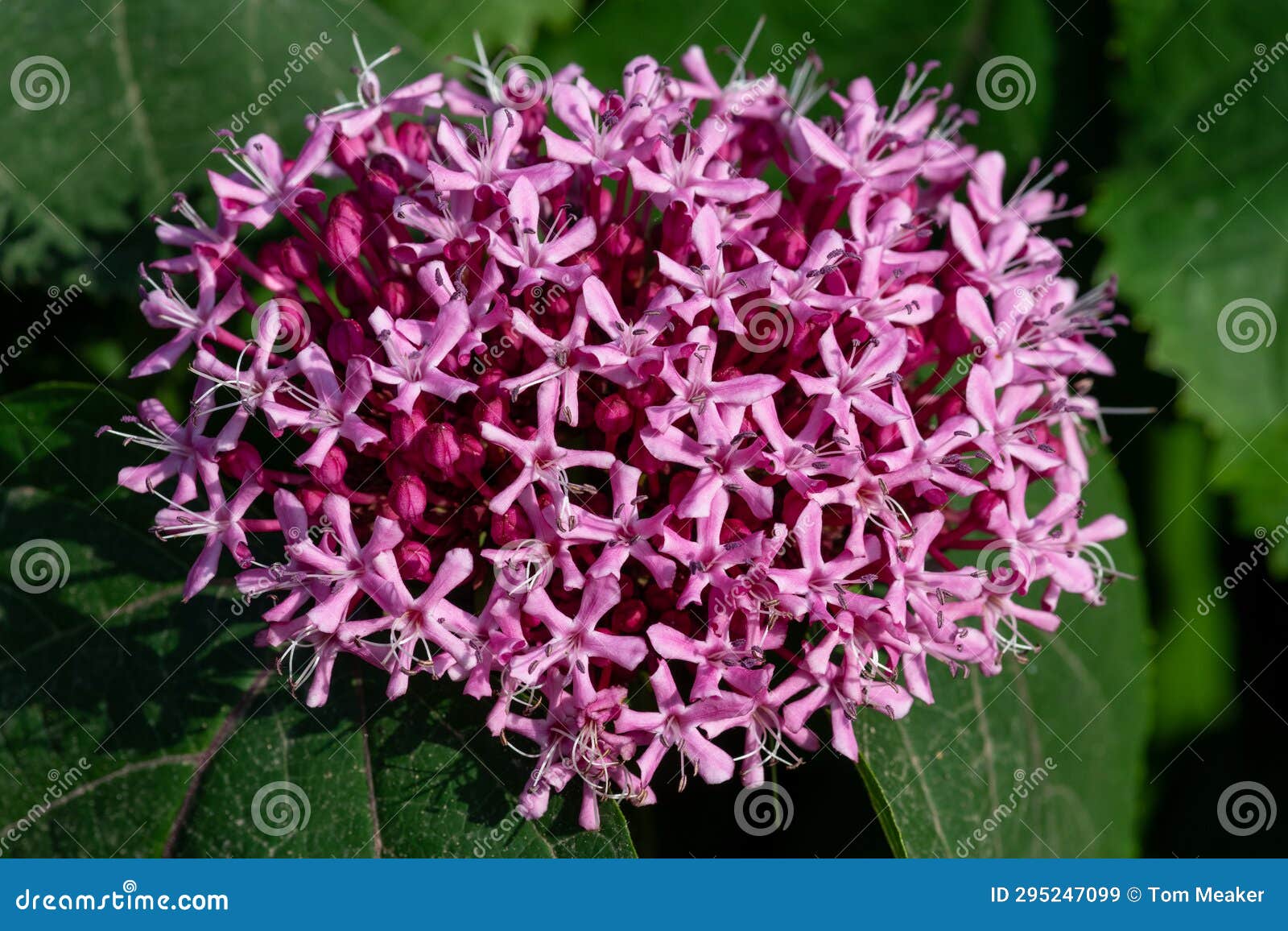 Mexican Hydrangea (clerodendrum Bungei) Flowers Stock Image - Image of ...
