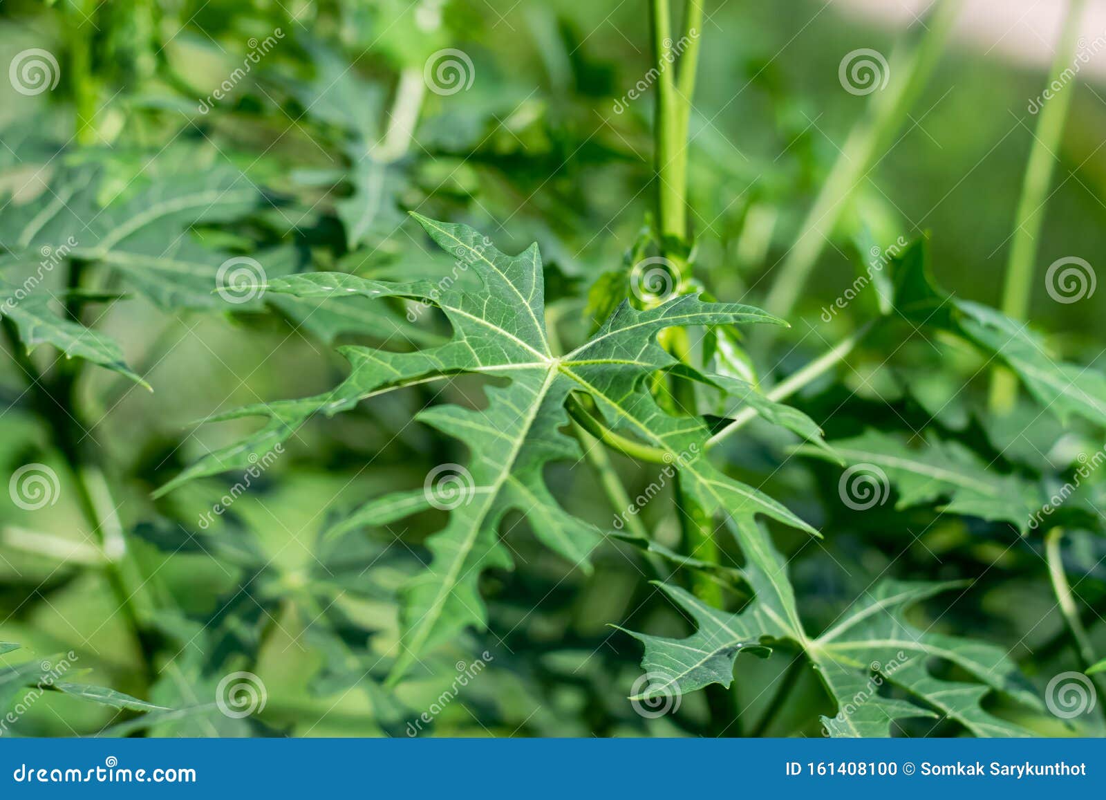Mexican kale tree stock photo. Image of natural, beautiful - 161408100
