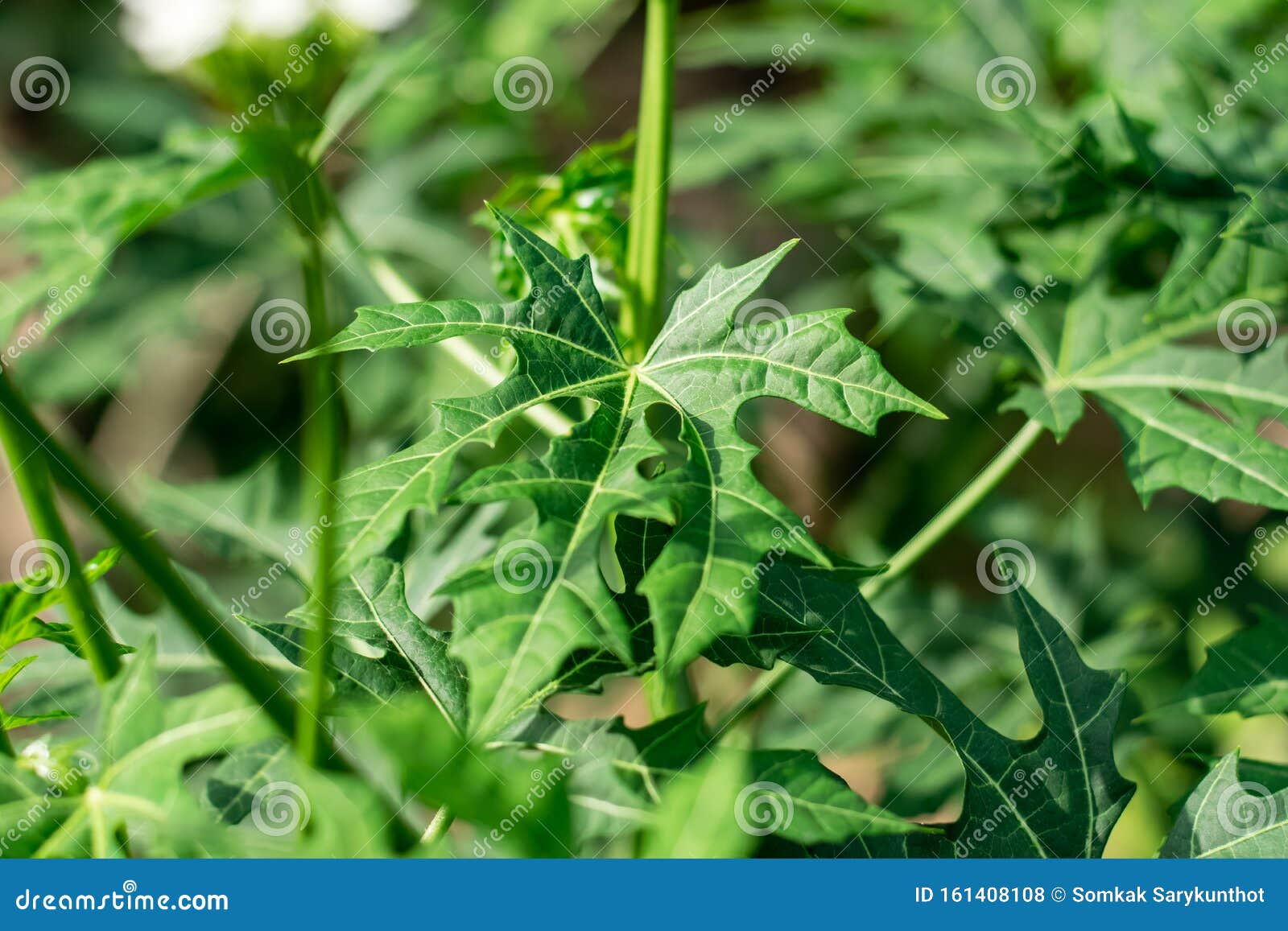 Mexican kale tree stock photo. Image of beautiful, natural - 161408108