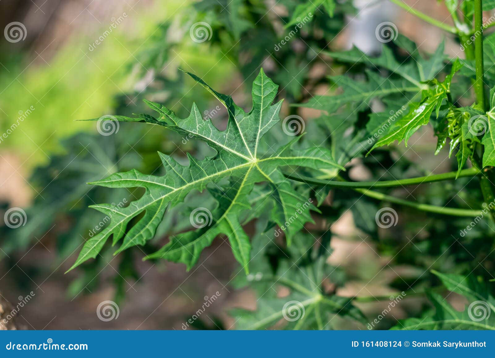 Mexican kale tree stock photo. Image of closeup, mexico - 161408124
