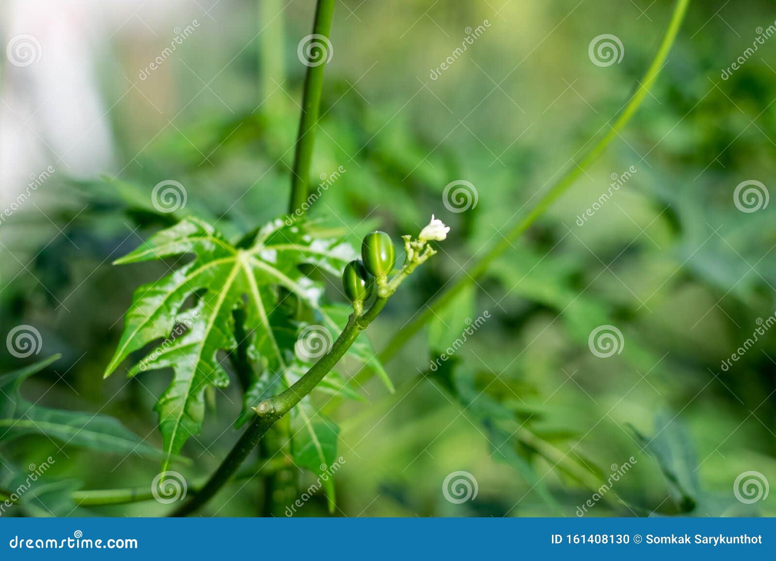 Mexican kale tree stock photo. Image of leaf, green - 161408130