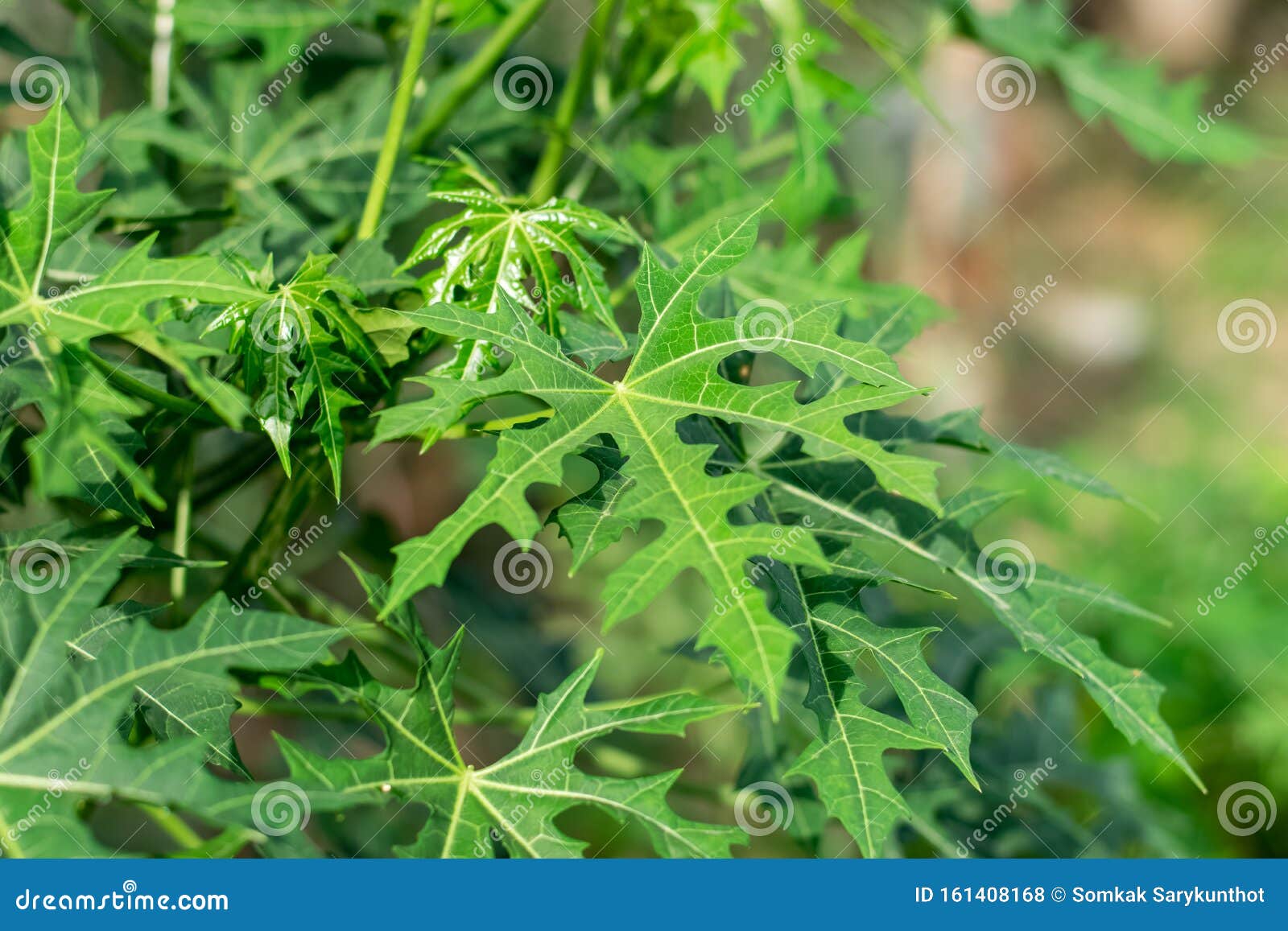 Mexican kale tree stock photo. Image of cnidoscolus - 161408168