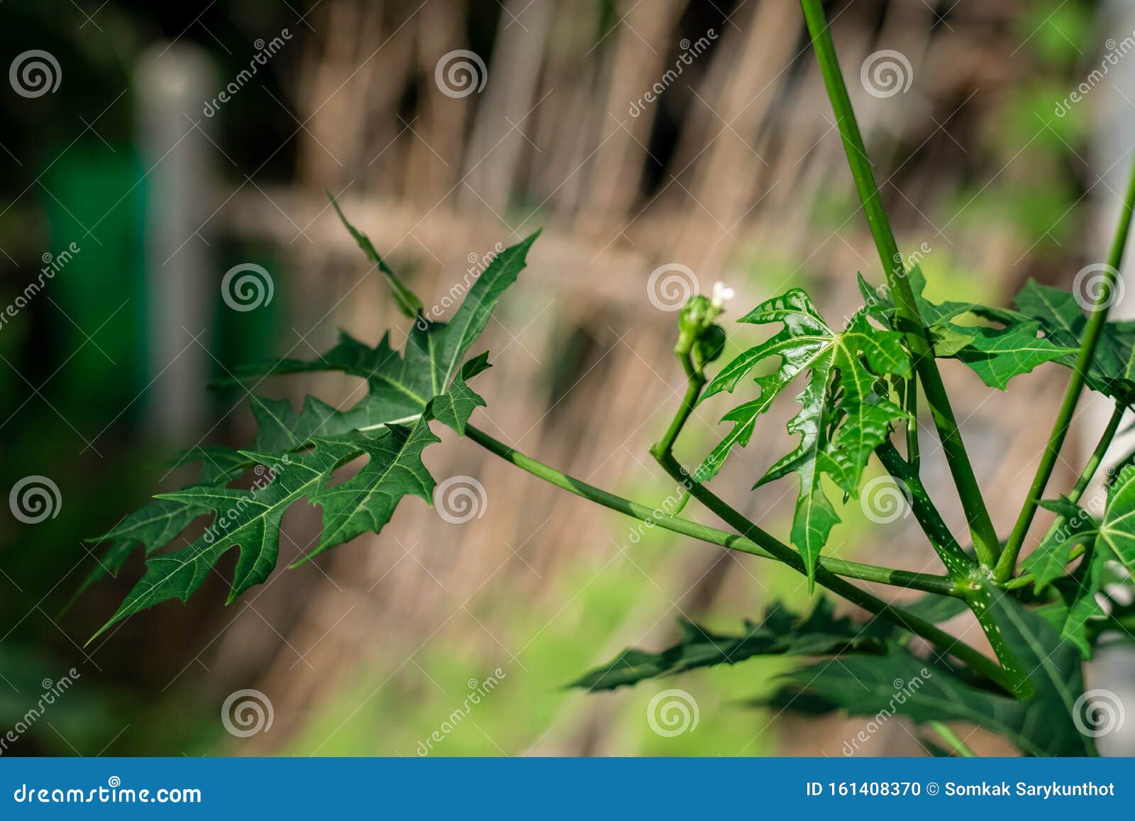 Mexican kale tree stock photo. Image of leaf, healthy - 161408370