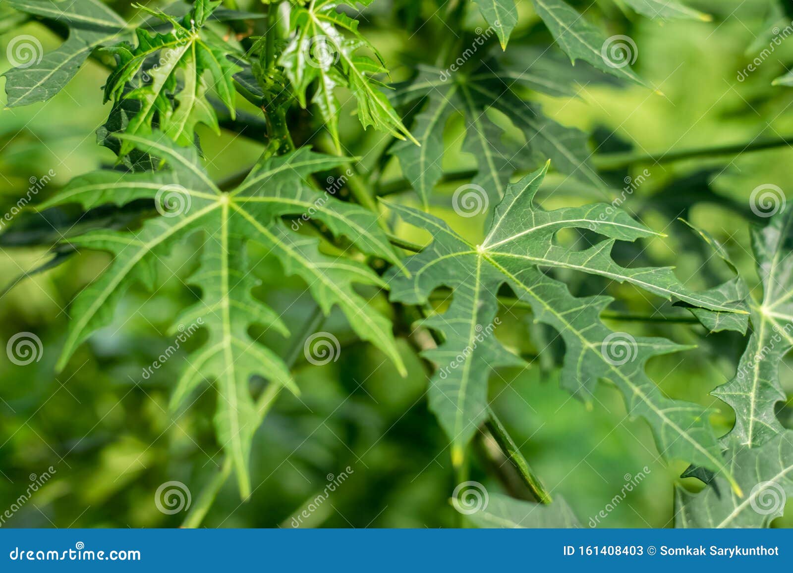 Mexican kale tree stock image. Image of mcvaugh, home - 161408403