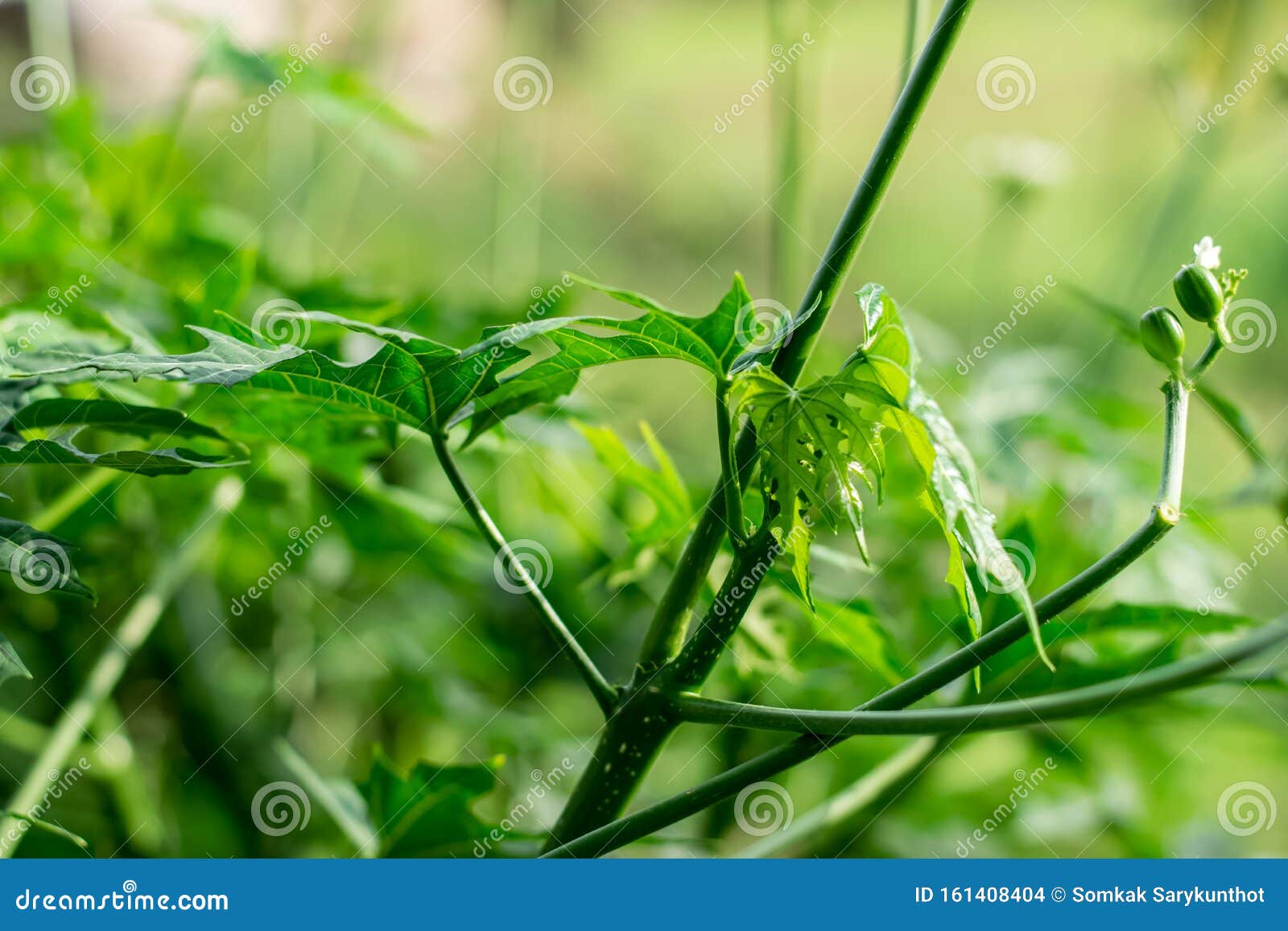 Mexican kale tree stock photo. Image of diet, large - 161408404