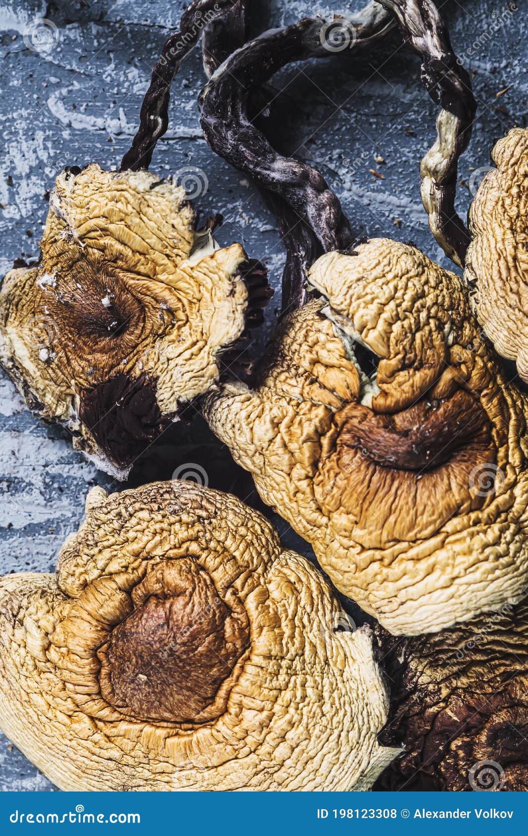 Mexican Magic Mushroom is a Psilocybe Cubensis, a Specie of Psychedelic ...