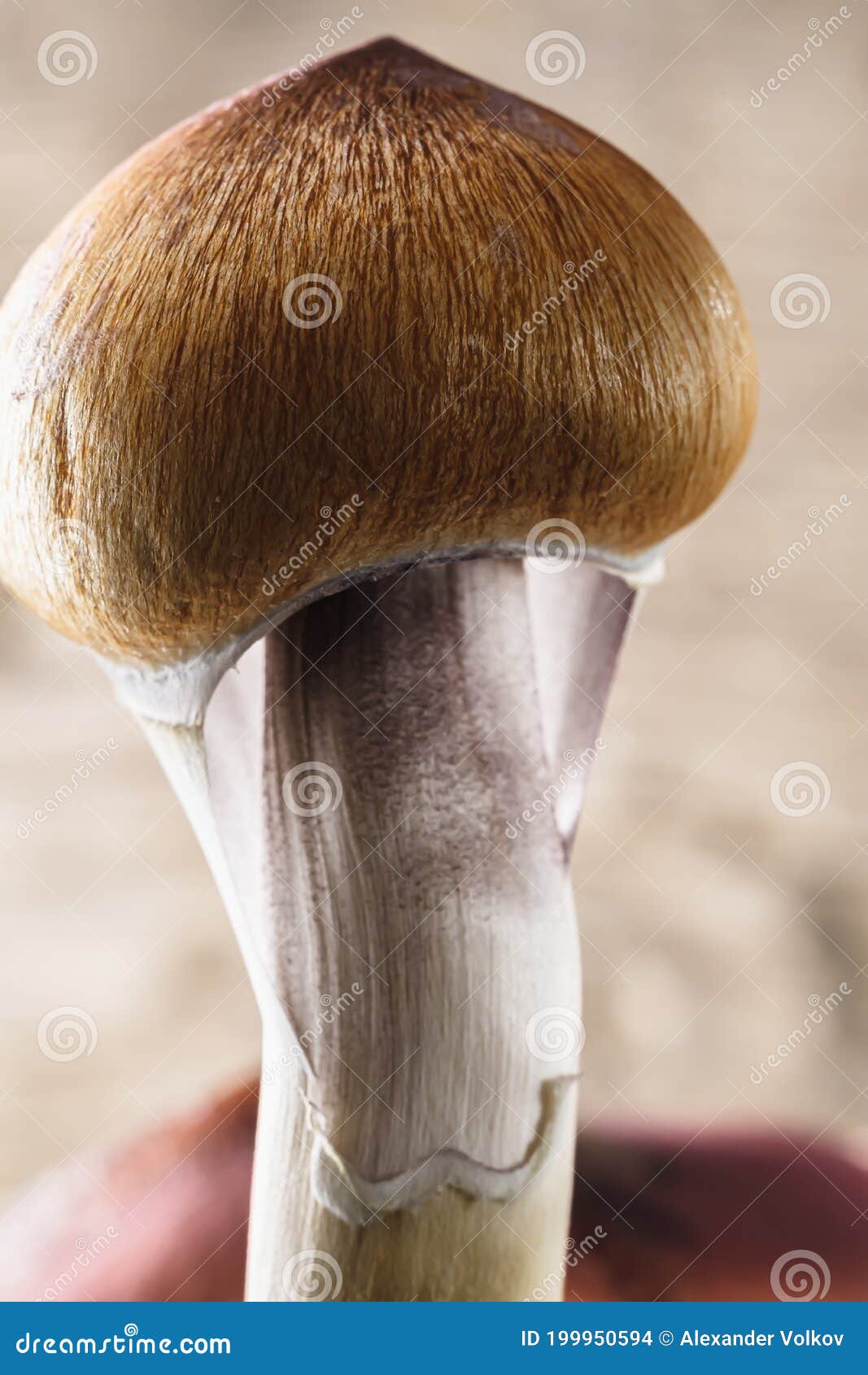 The Mexican Magic Mushroom is a Psilocybe Cubensis, a Specie of ...