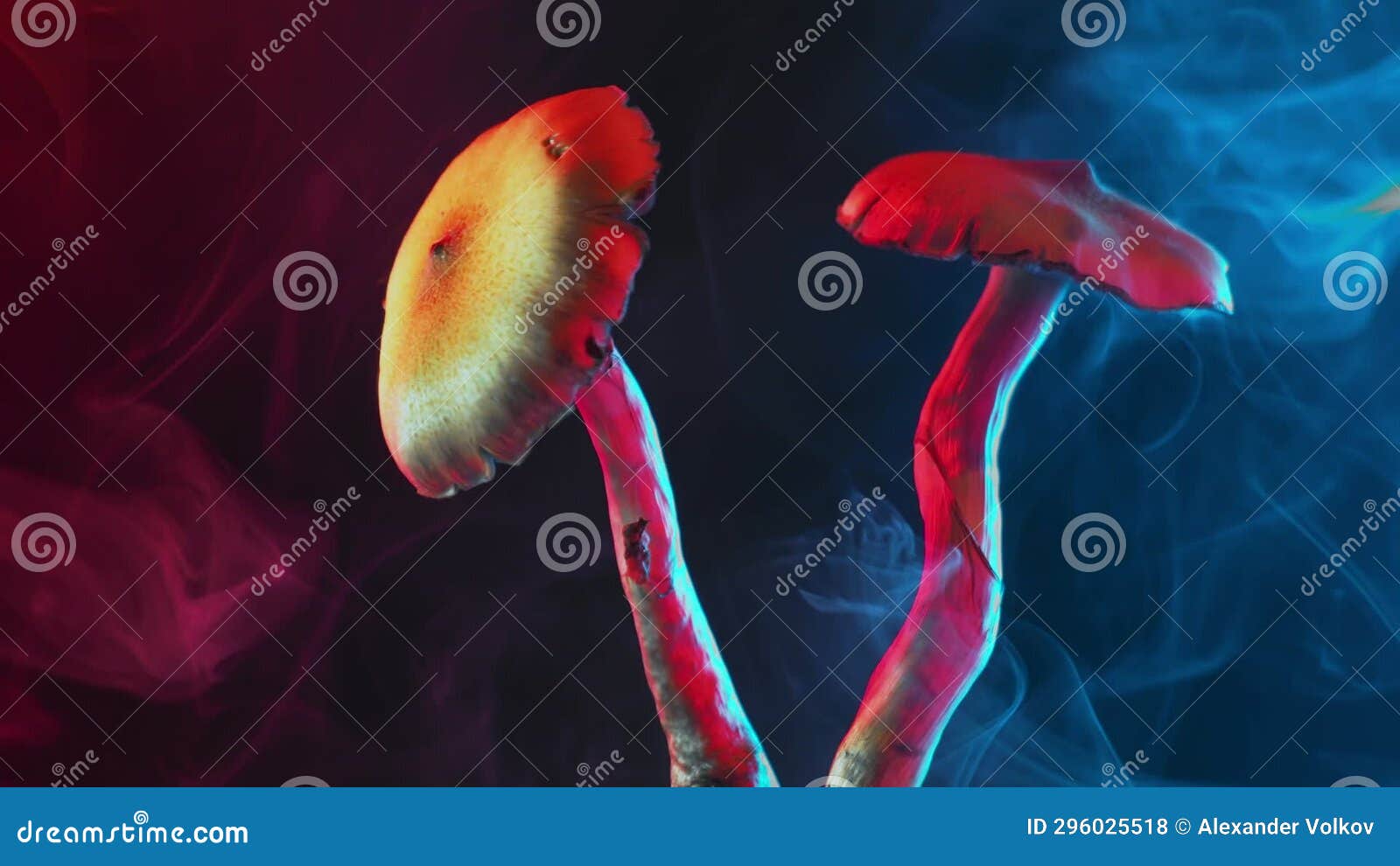 The Mexican Magic Mushroom is a Psilocybe Cubensis, a Specie of ...