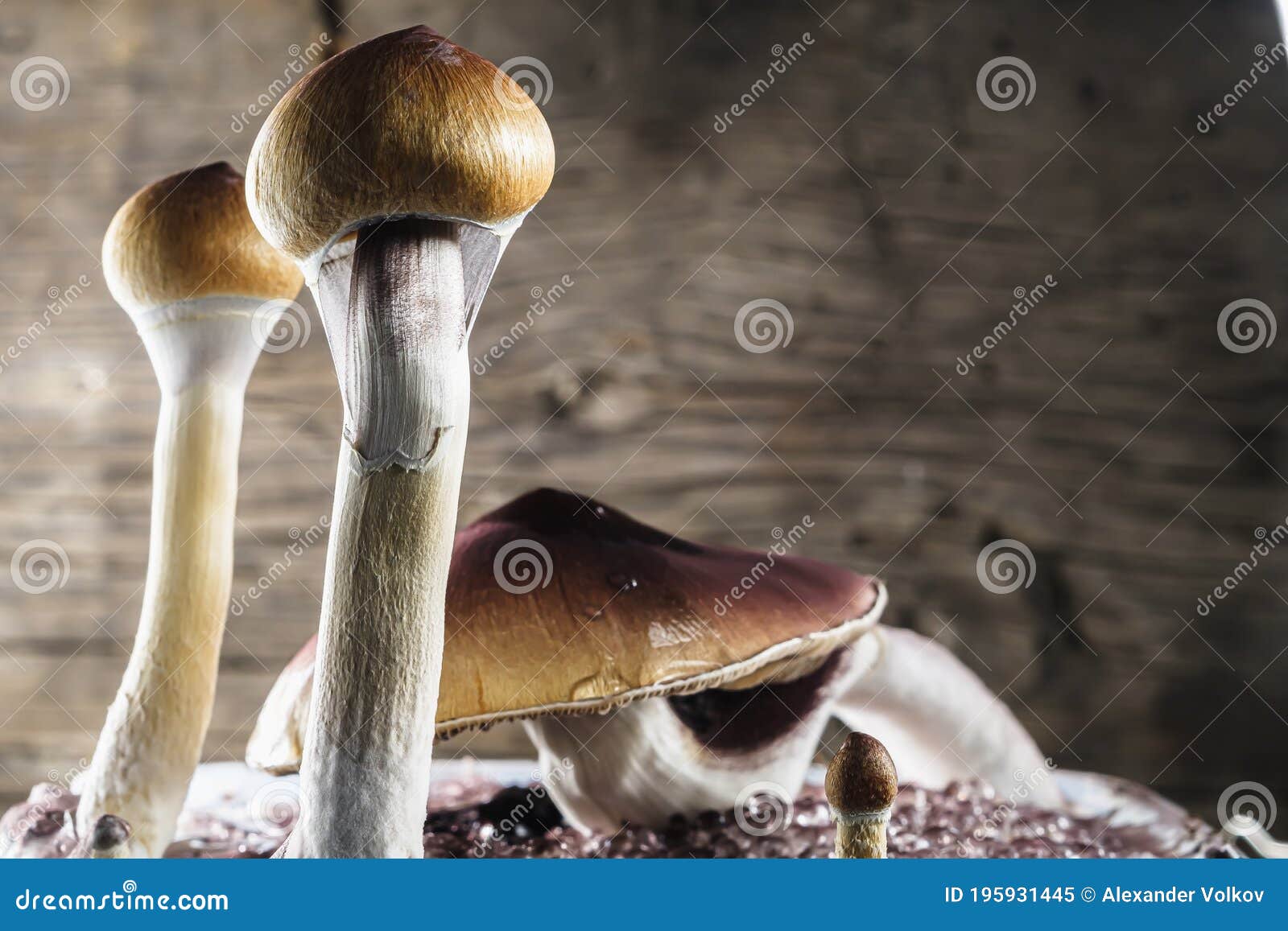 The Mexican Magic Mushroom is a Psilocybe Cubensis, Whose Main Active ...