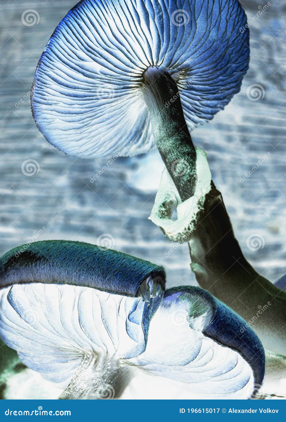 The Mexican Magic Mushroom is a Psilocybe Cubensis, Whose Main Active ...