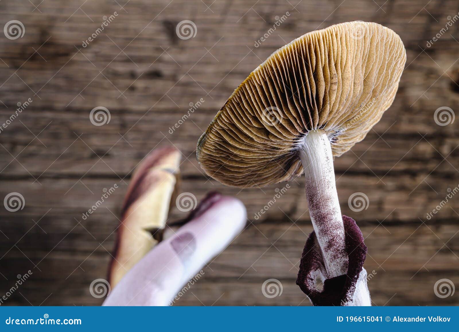 The Mexican Magic Mushroom is a Psilocybe Cubensis, Whose Main Active ...