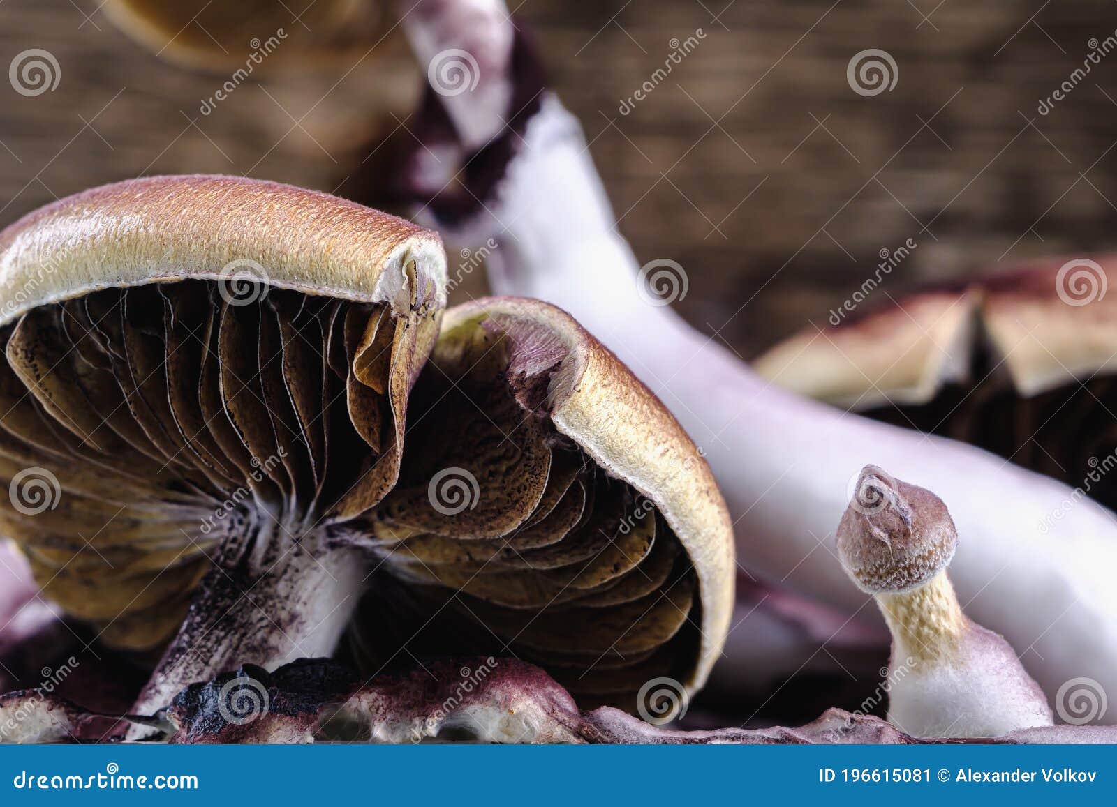 The Mexican Magic Mushroom is a Psilocybe Cubensis, Whose Main Active ...