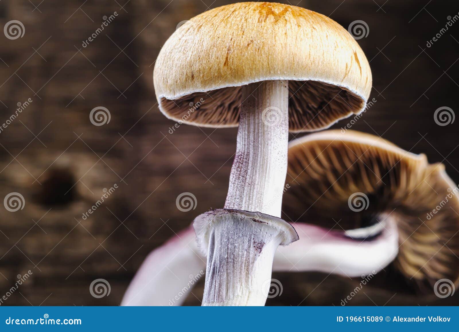 The Mexican Magic Mushroom is a Psilocybe Cubensis, Whose Main Active ...