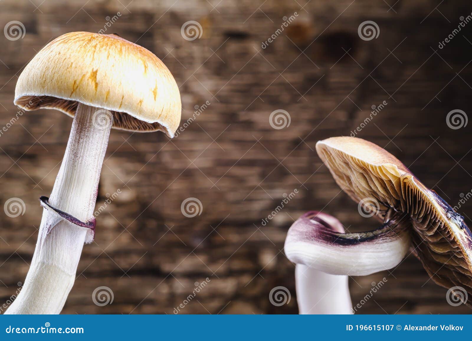The Mexican Magic Mushroom is a Psilocybe Cubensis, Whose Main Active ...