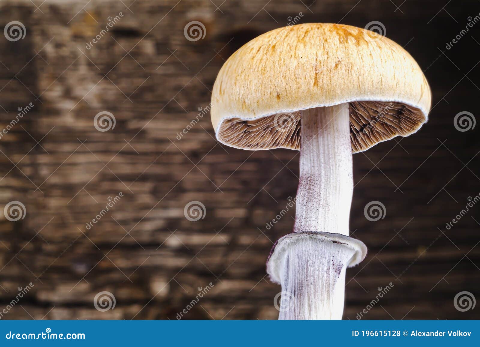 The Mexican Magic Mushroom is a Psilocybe Cubensis, Whose Main Active ...