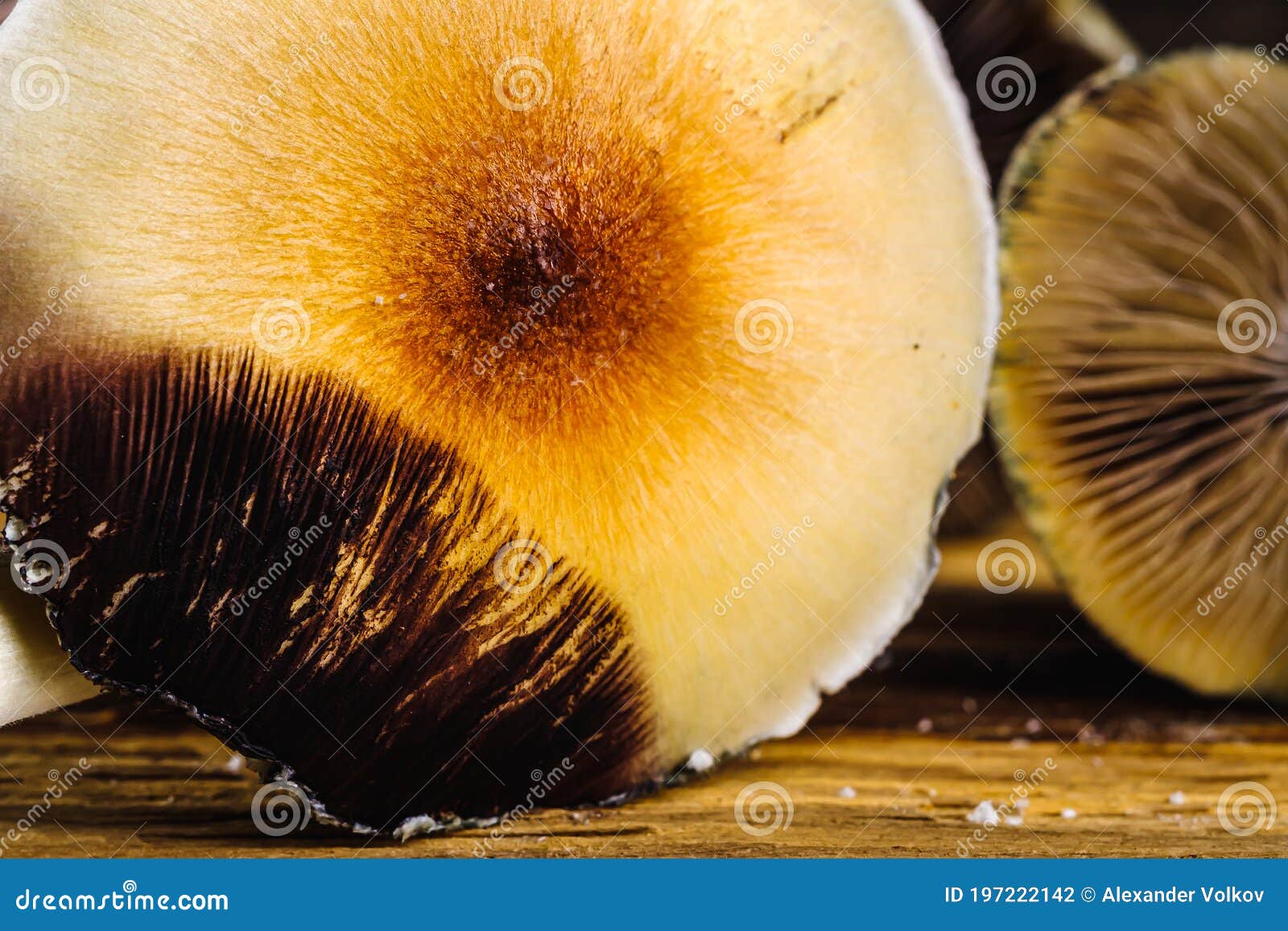 The Mexican Magic Mushroom is a Psilocybe Cubensis, Whose Main Active ...