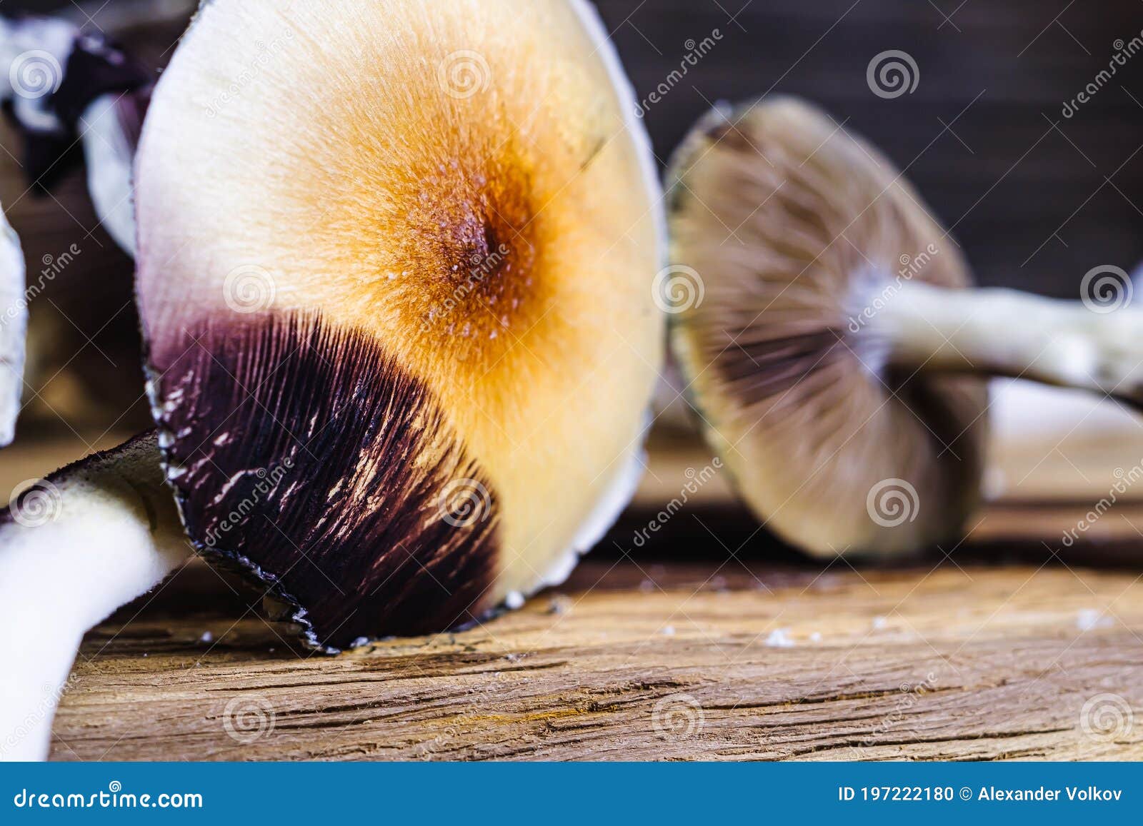 The Mexican Magic Mushroom is a Psilocybe Cubensis, Whose Main Active ...