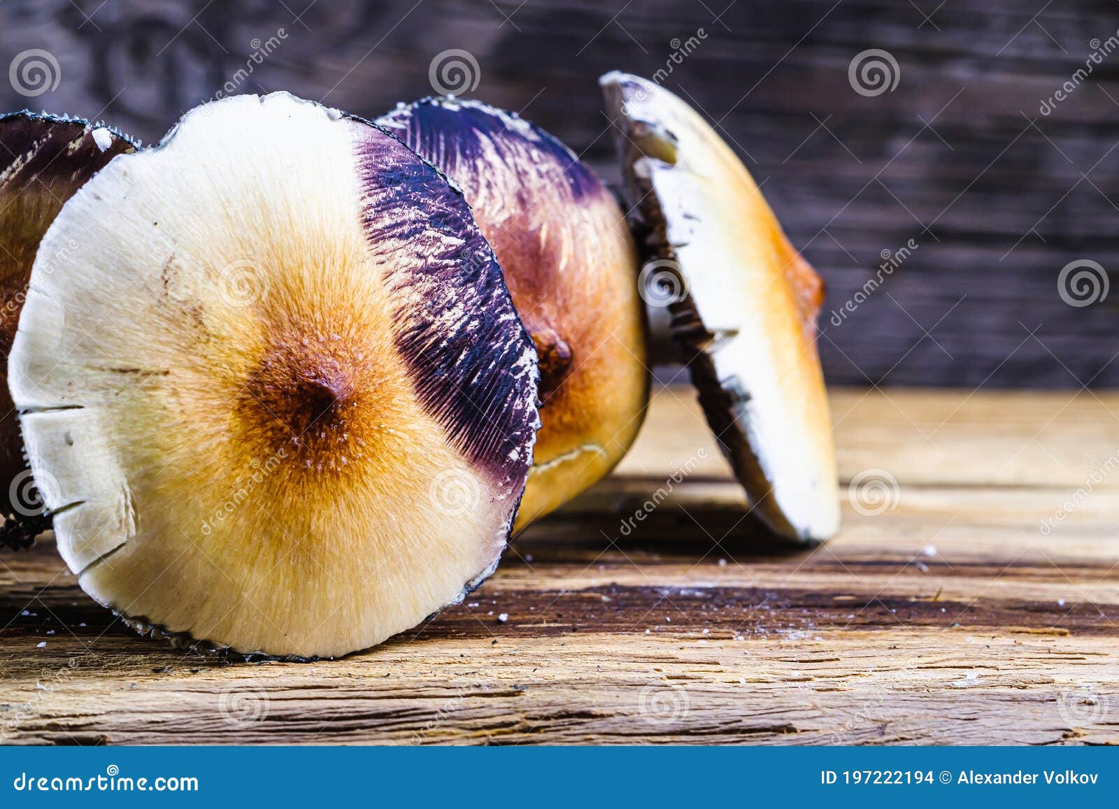 The Mexican Magic Mushroom is a Psilocybe Cubensis, Whose Main Active ...