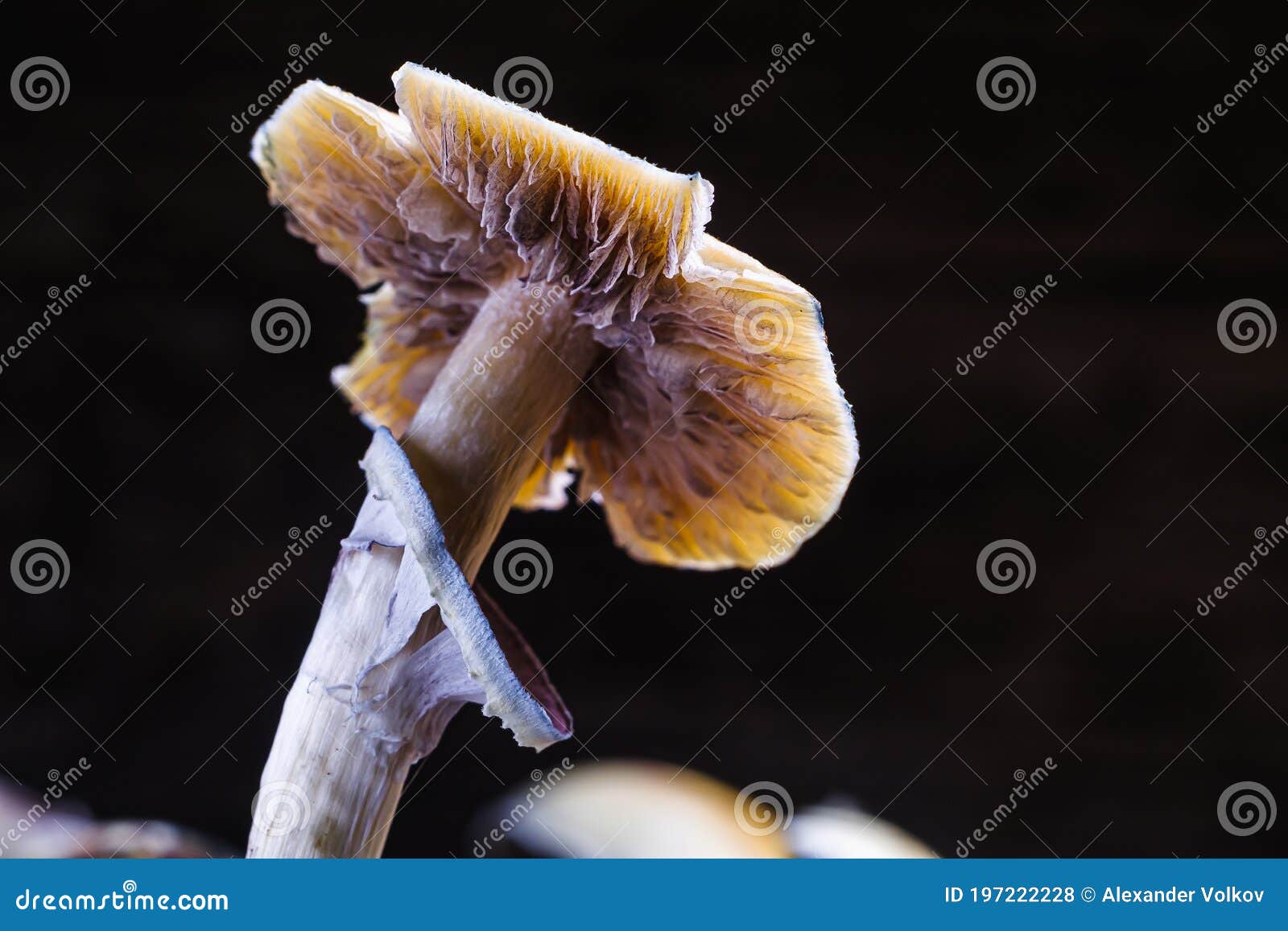 The Mexican Magic Mushroom is a Psilocybe Cubensis, Whose Main Active ...