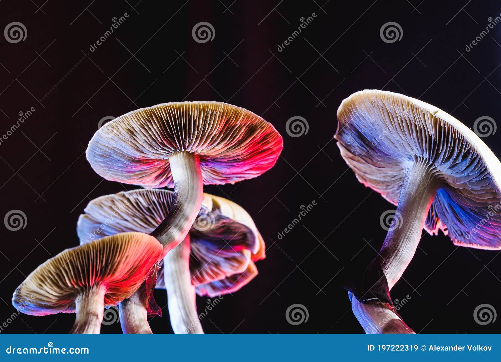 The Mexican Magic Mushroom is a Psilocybe Cubensis, Whose Main Active ...