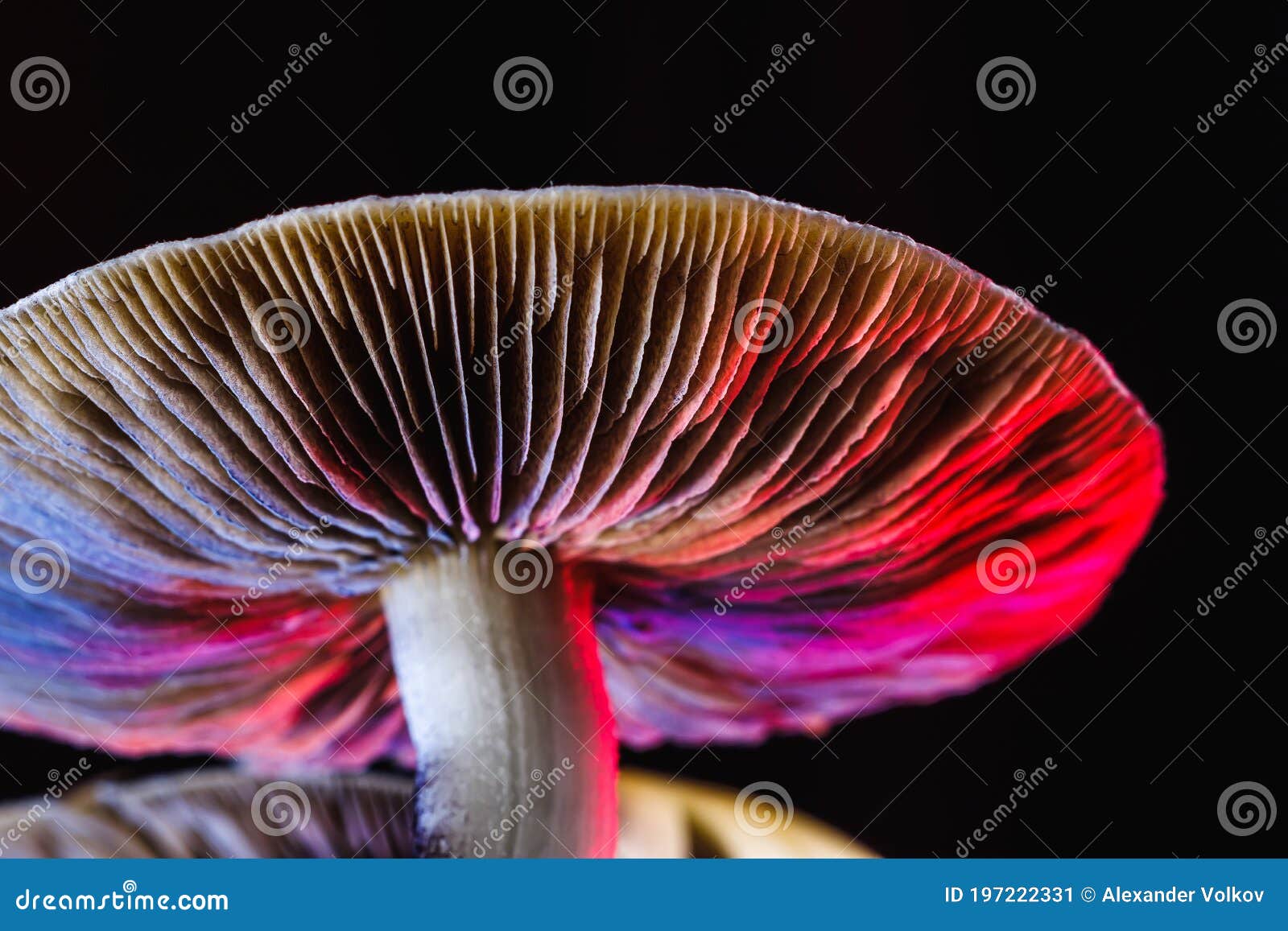 Psilocybe Cubensis. Liquid Culture Of Mycelium. Medicines Mushroom ...