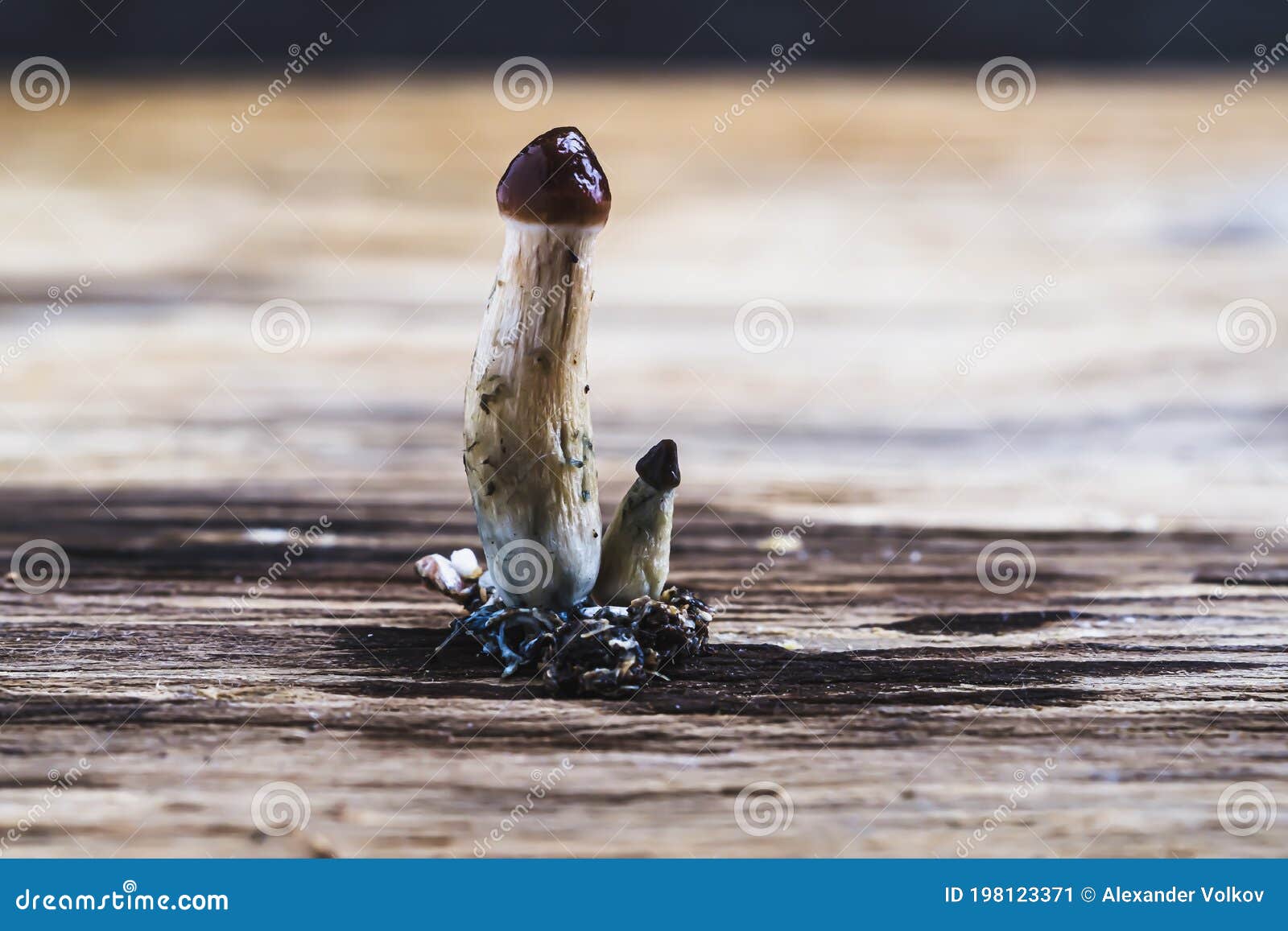 Mexican Magic Mushroom is a Psilocybe Cubensis, Whose Main Active ...