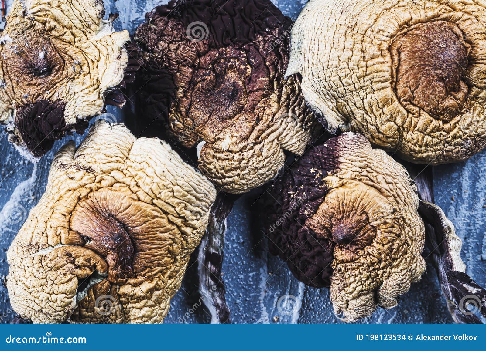 Mexican Magic Mushroom is a Psilocybe Cubensis, Whose Main Active ...