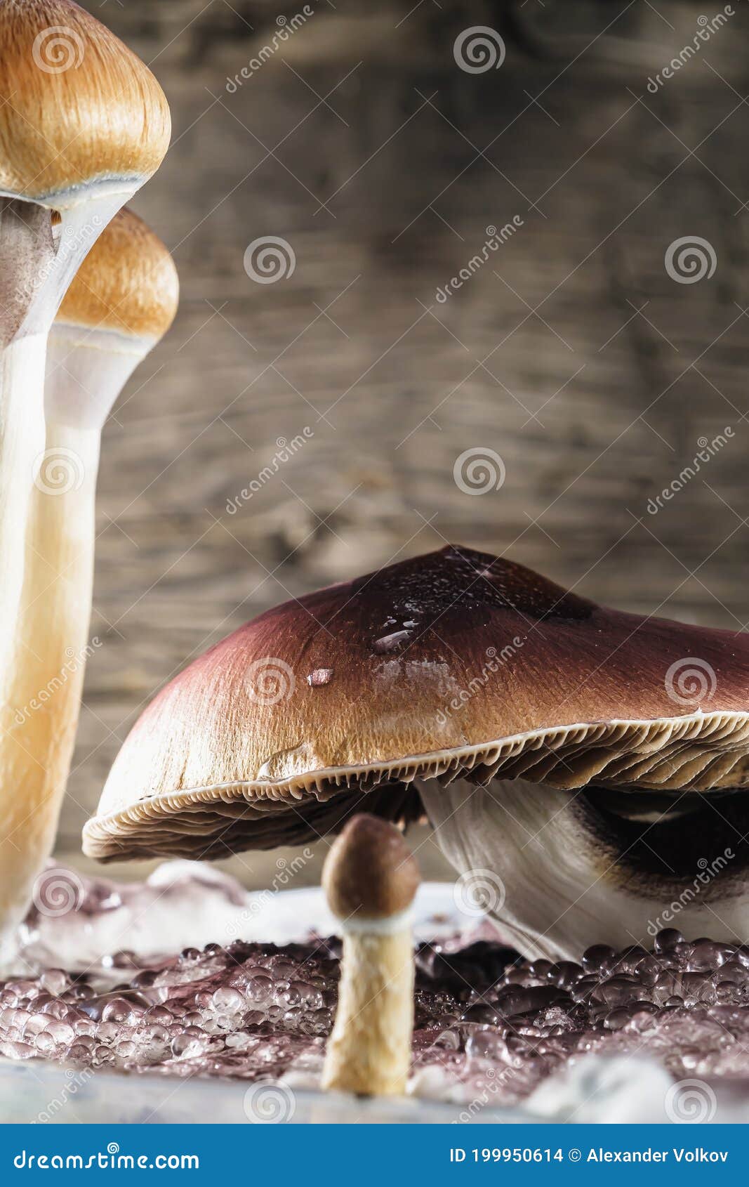 The Mexican Magic Mushroom is a Psilocybe Cubensis, Whose Main Active ...