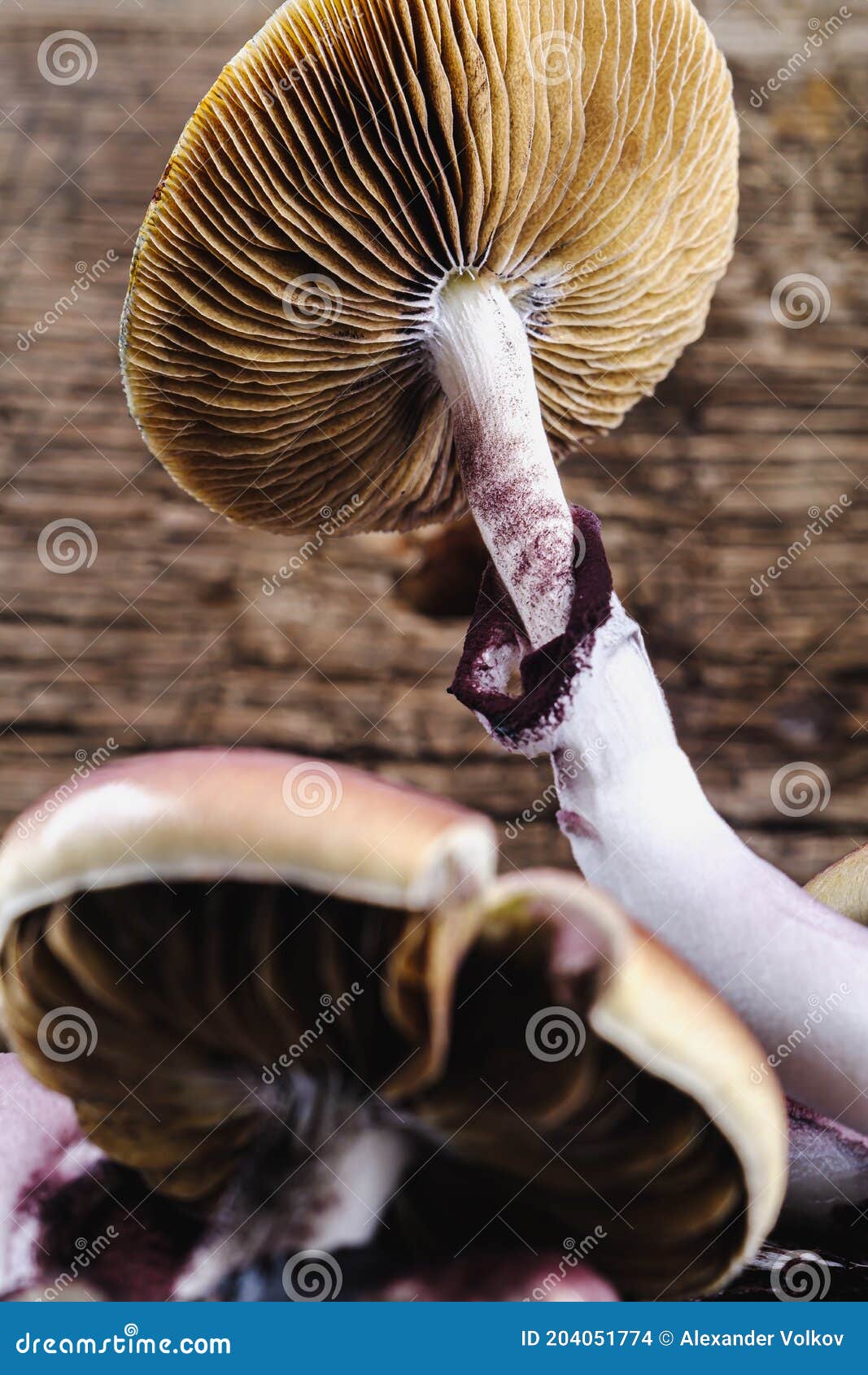 The Mexican Magic Mushroom is a Psilocybe Cubensis, Whose Main Active ...