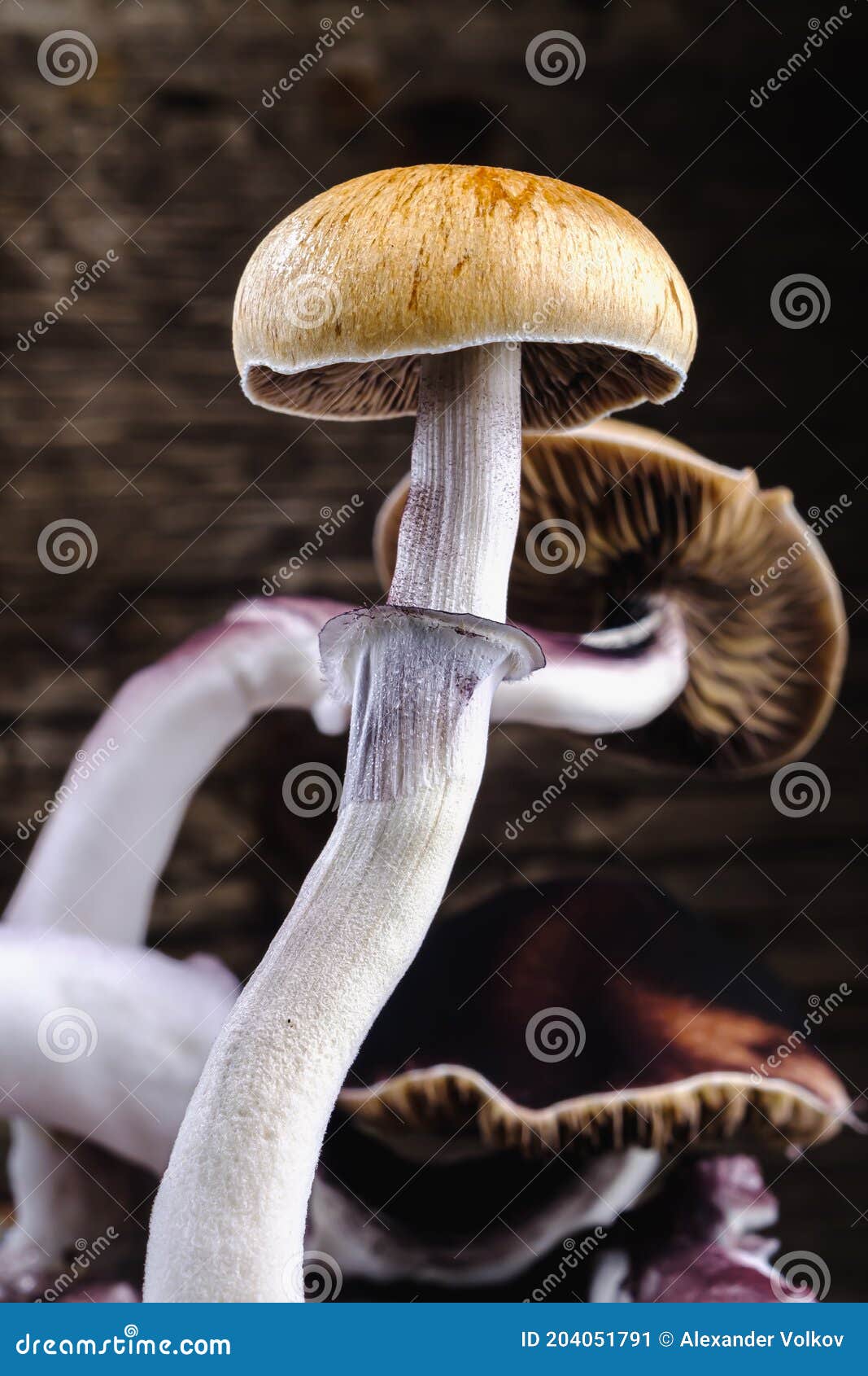 The Mexican Magic Mushroom is a Psilocybe Cubensis, Whose Main Active ...