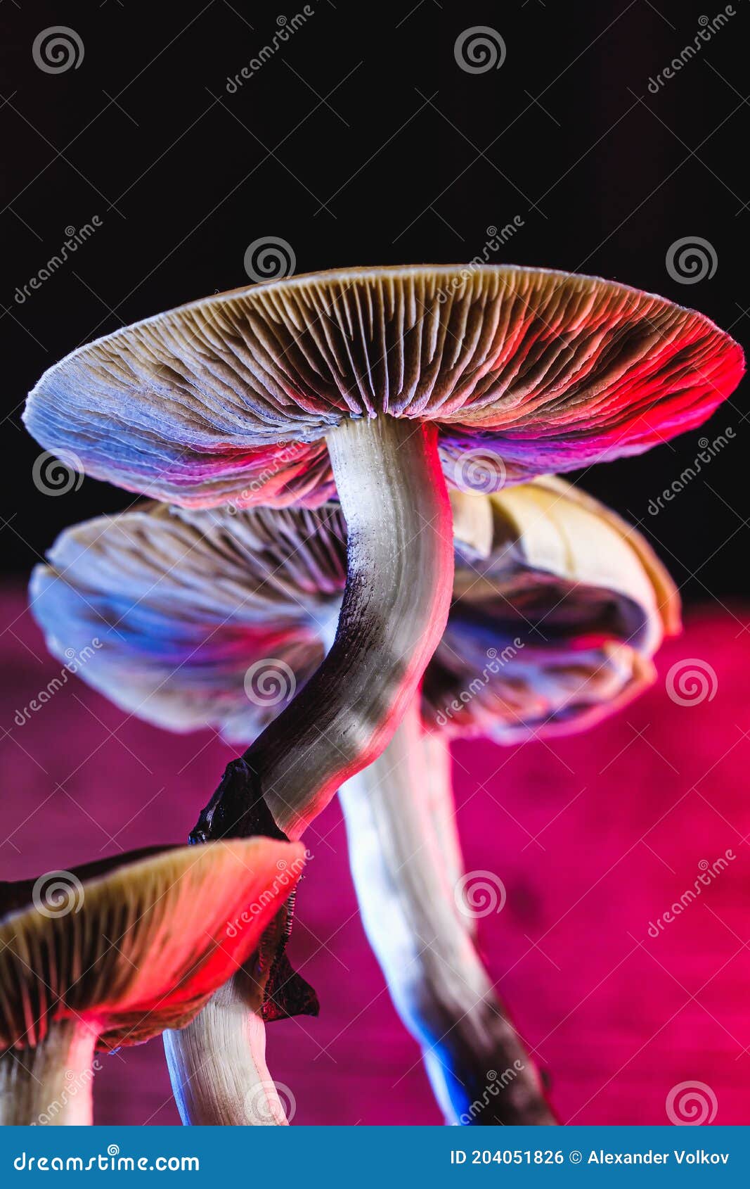 The Mexican Magic Mushroom is a Psilocybe Cubensis, Whose Main Active ...