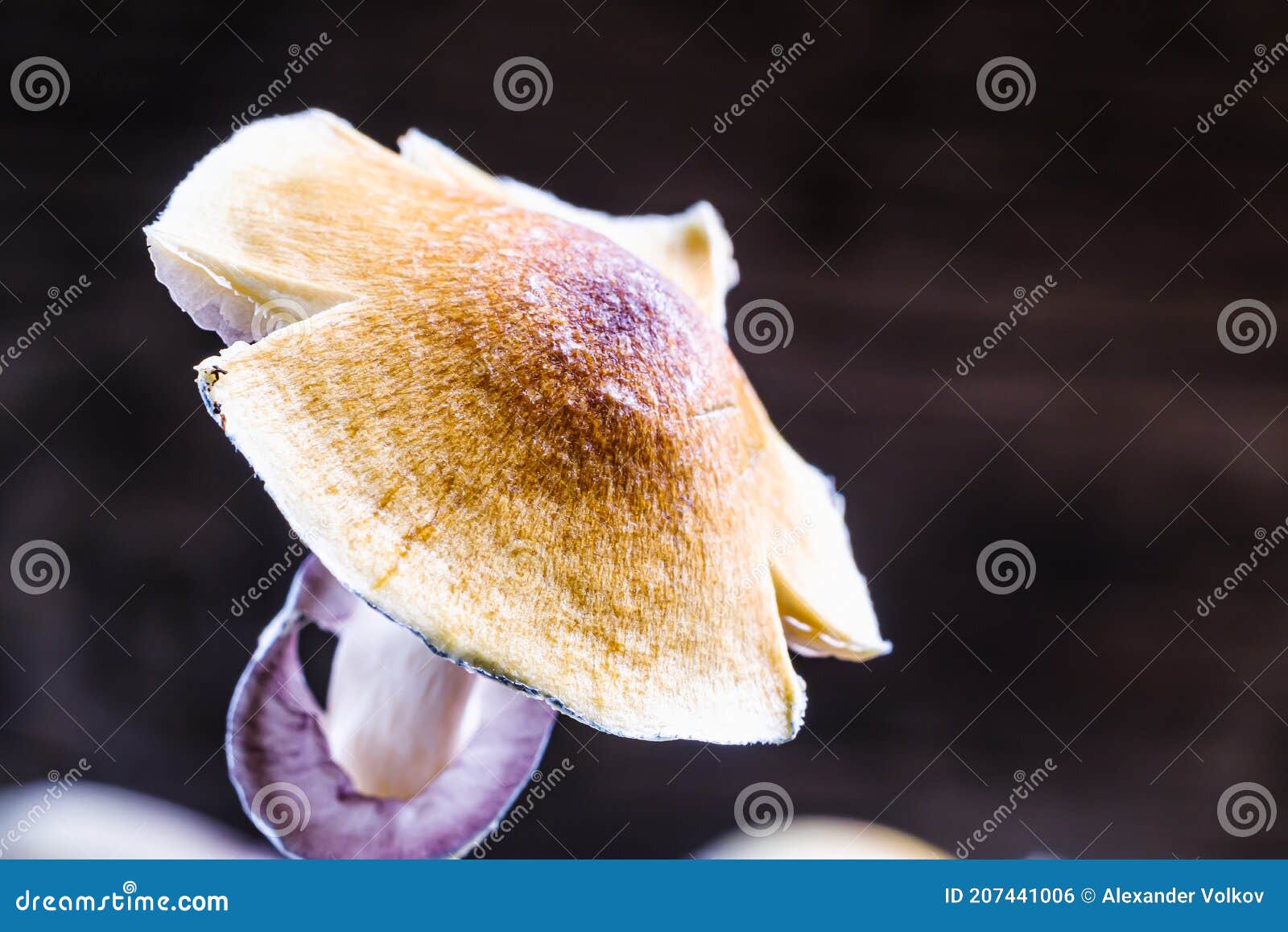 The Mexican Magic Mushroom is a Psilocybe Cubensis, Whose Main Active ...