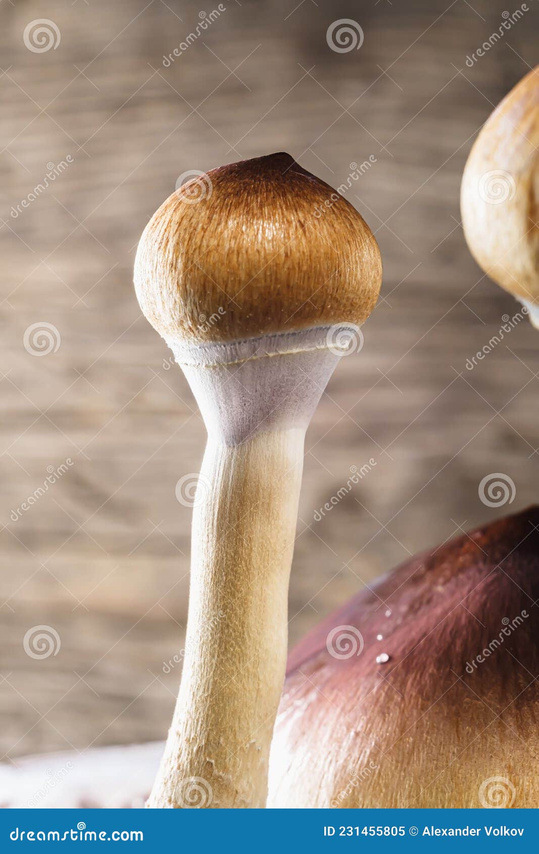 The Mexican Magic Mushroom is a Psilocybe Cubensis, Whose Main Active ...