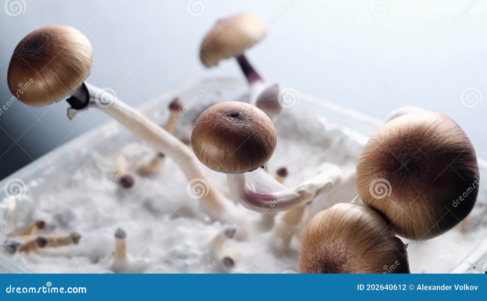 Mexican Magic Mushrooms Psilocybe Cubensis on White Fluffy Mycelium ...