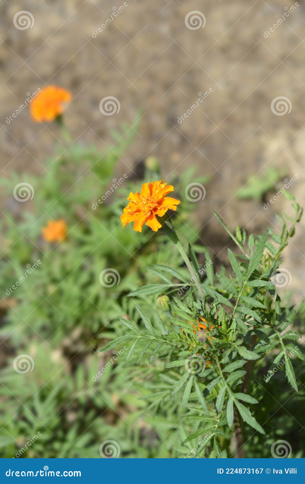 Mexican marigold stock image. Image of plant, nature - 224873167