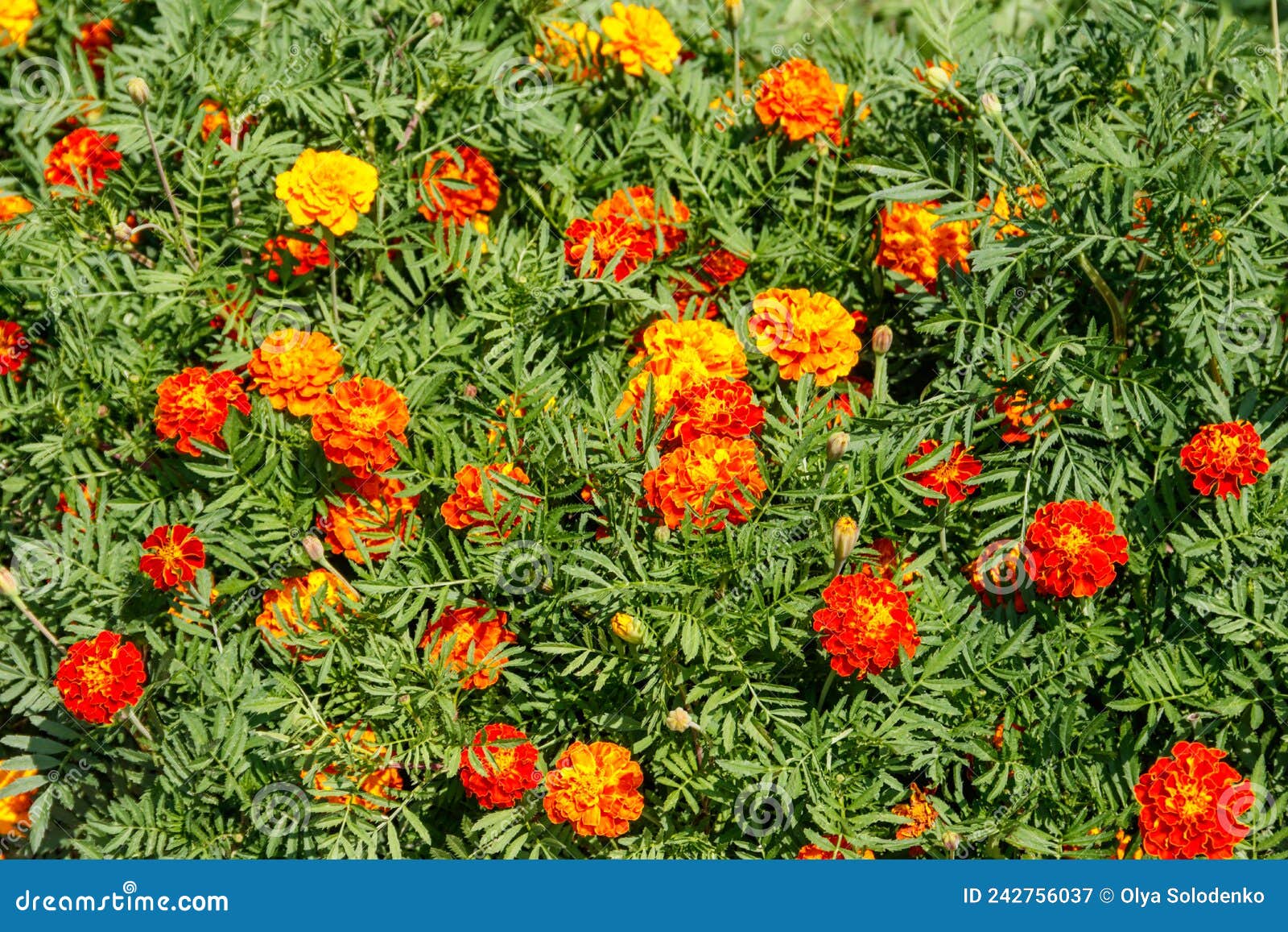 Mexican Marigolds Tagetes Erecta, Aztec Marigold on Flowerbed Stock ...