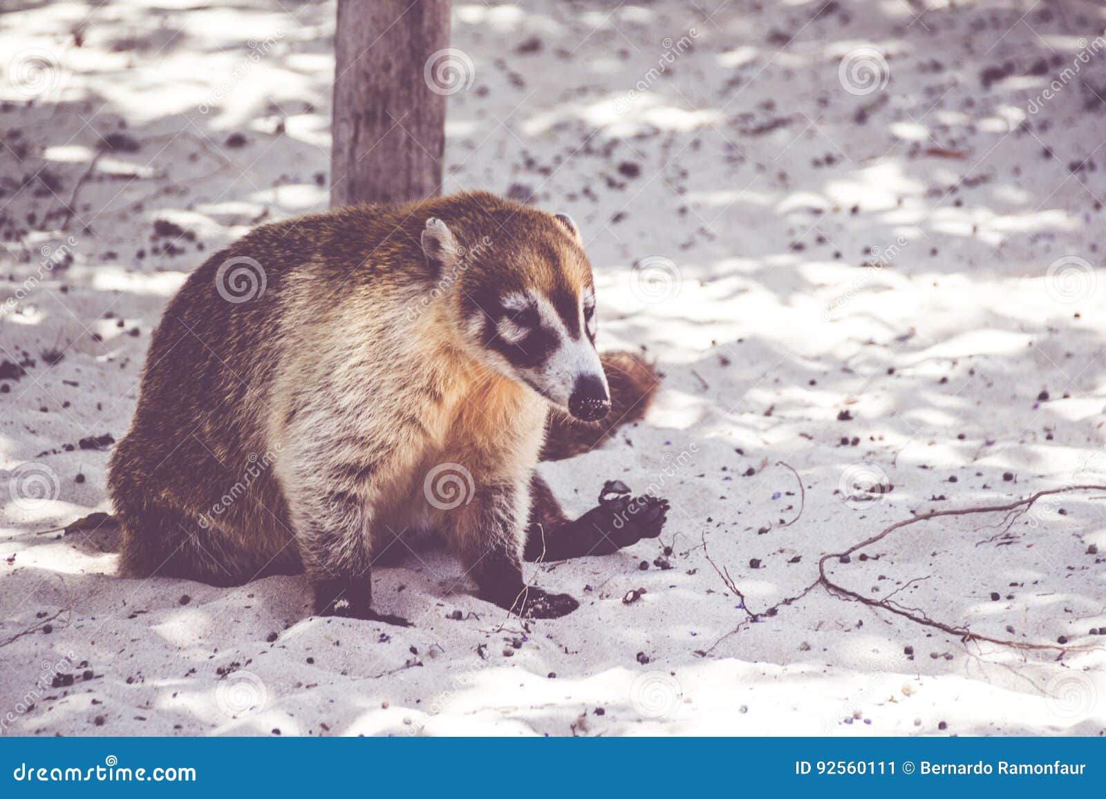 Mexican Mayan Coati Animal Photograph Stock Image - Image of viverridae ...