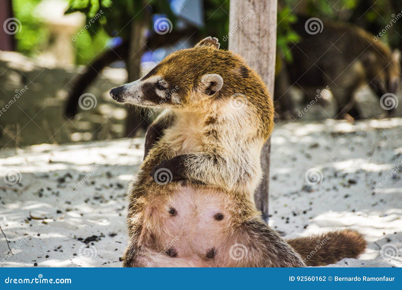 Mexican Mayan Coati Animal Photograph Stock Photo - Image of close ...