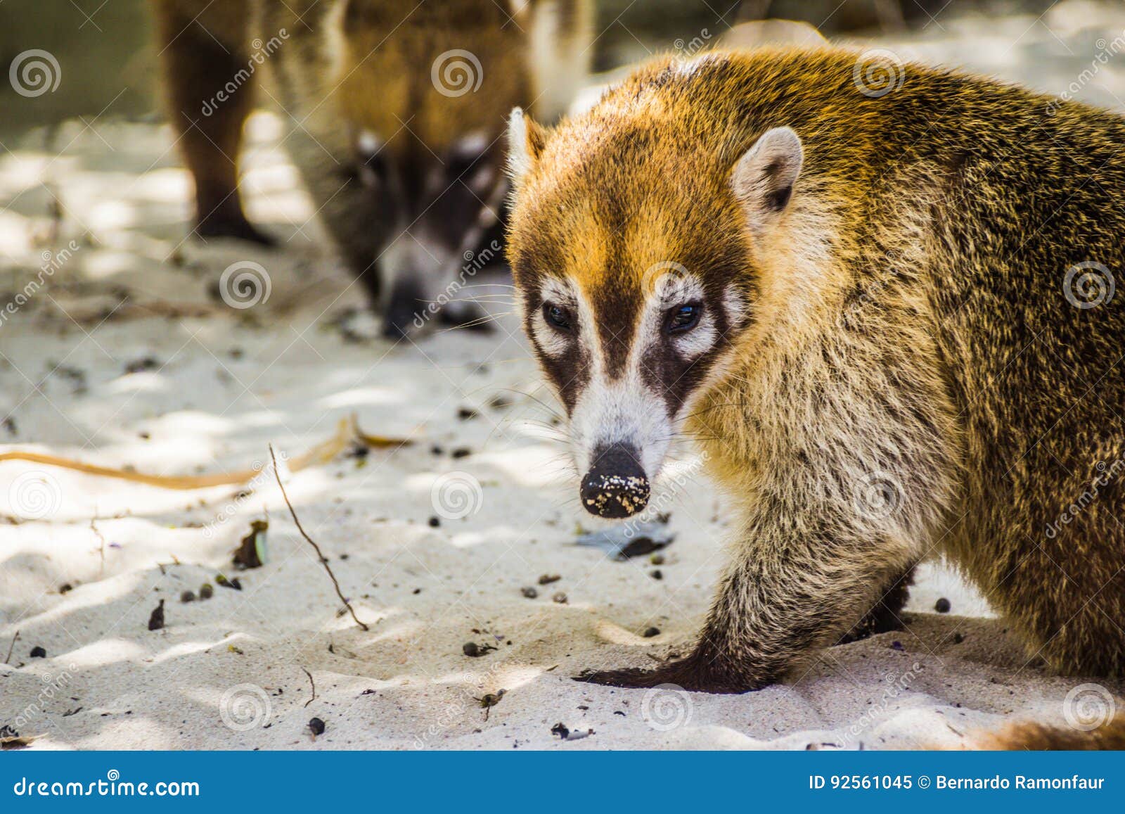 Mexican Mayan Coati Animal Photograph Stock Image - Image of detail ...