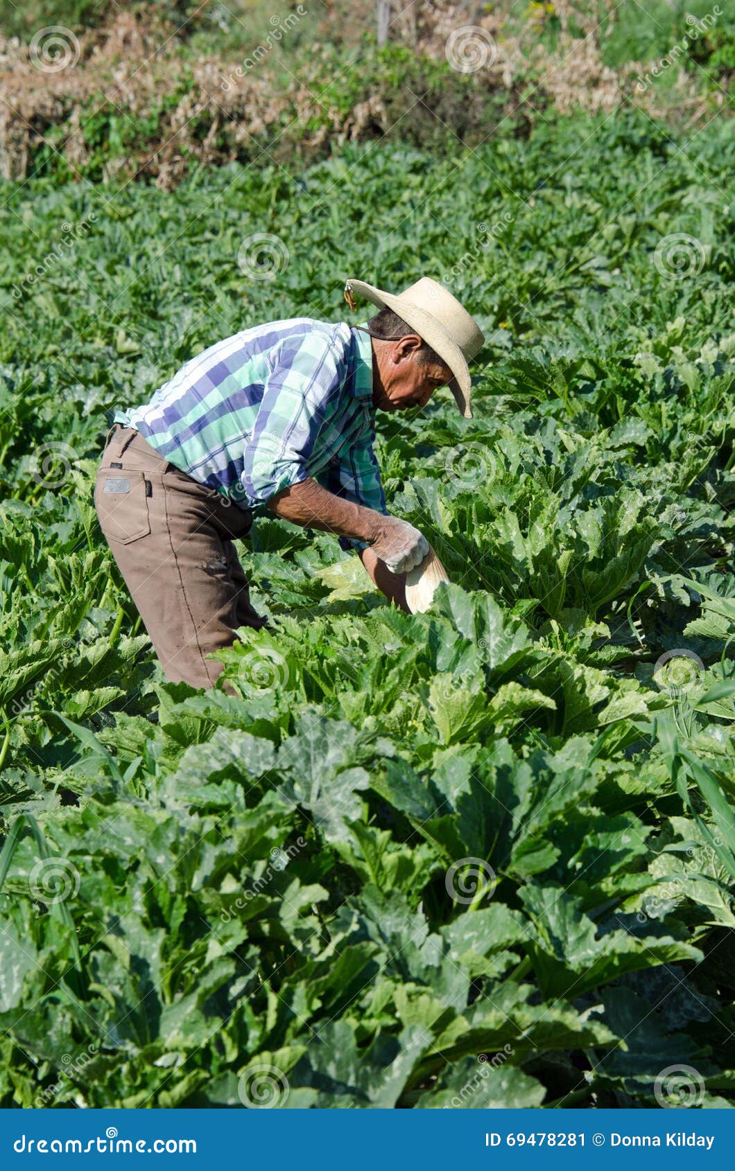 Mexican Migrant Field Worker Editorial Photo - Image of mexican, heat ...