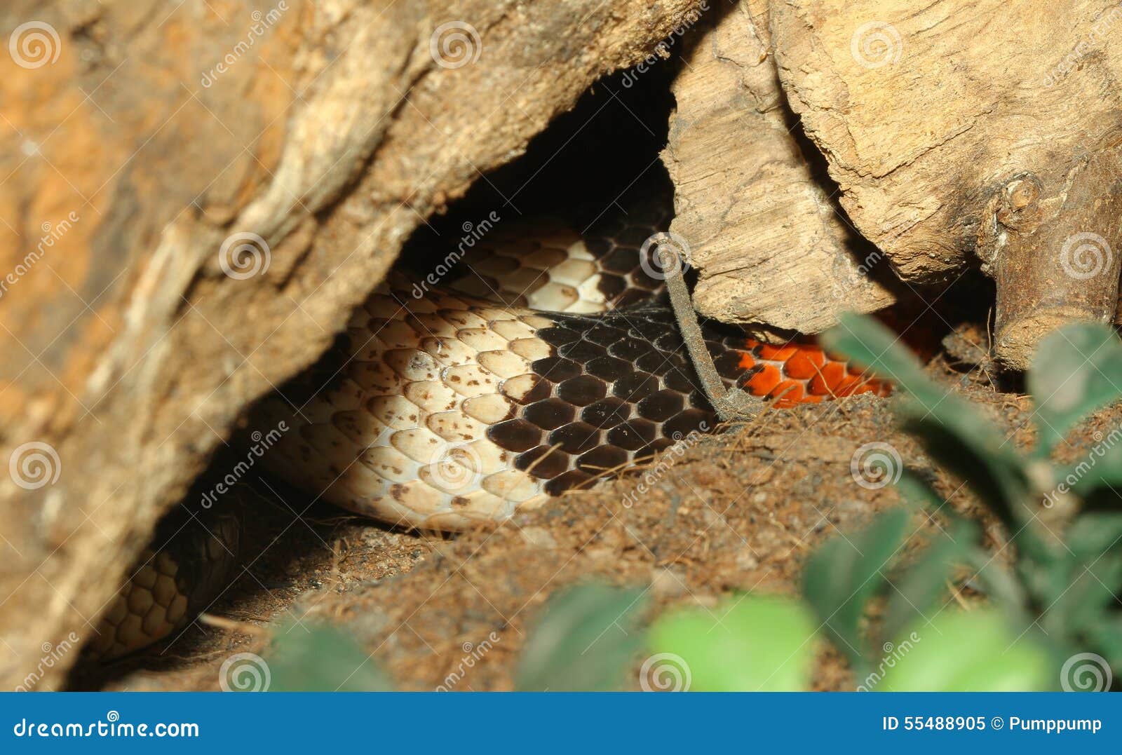 The Mexican Milk Snake Hidden in a Cave Stock Image - Image of black ...