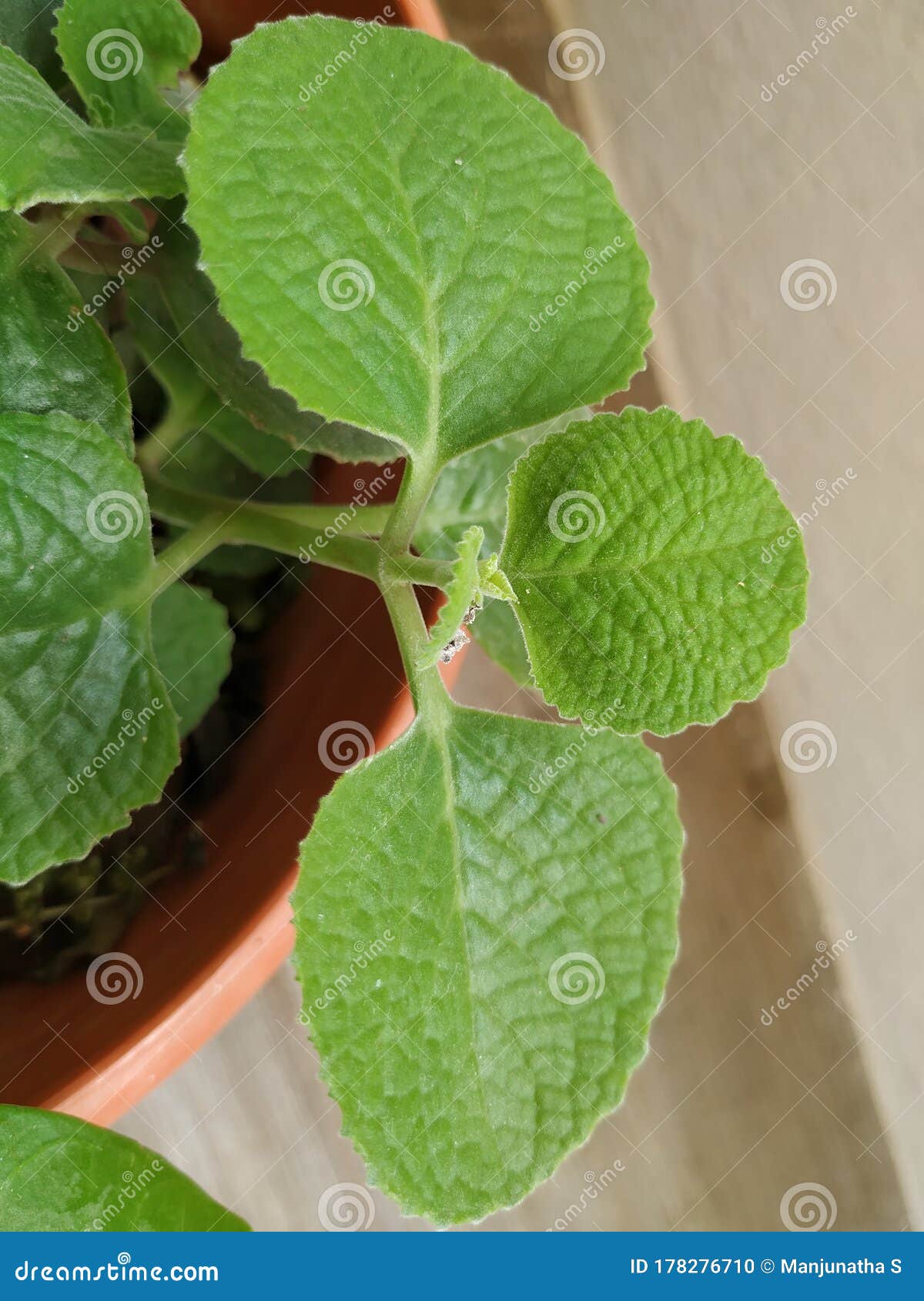 Mexican Mint Plant