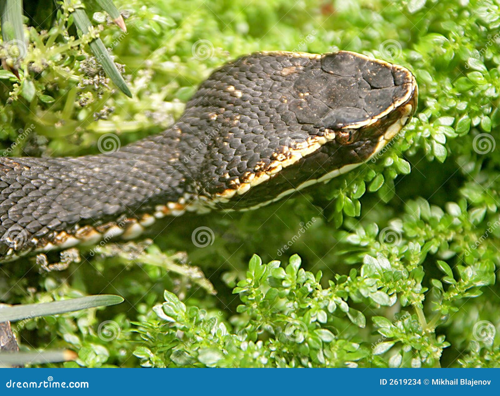 Mexican mocassin viper 1 stock photo. Image of bite, view - 2619234