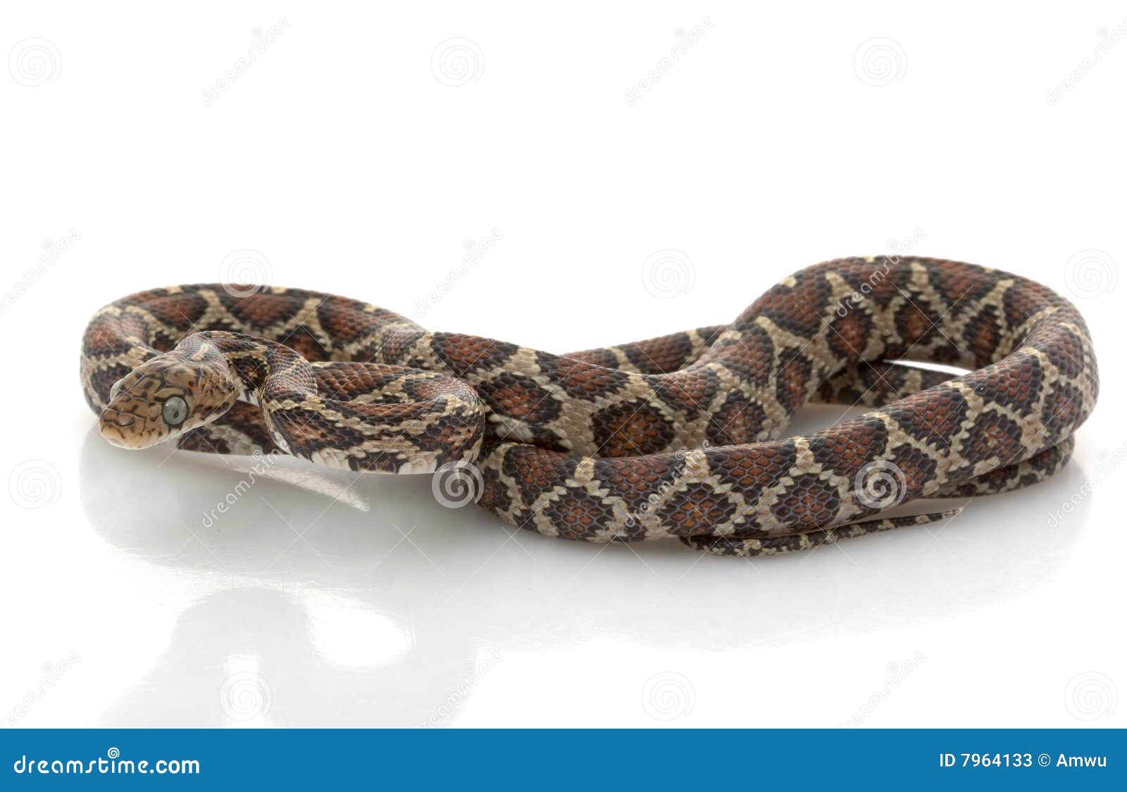 Mexican Night Snake stock image. Image of isolated, animal - 7964133